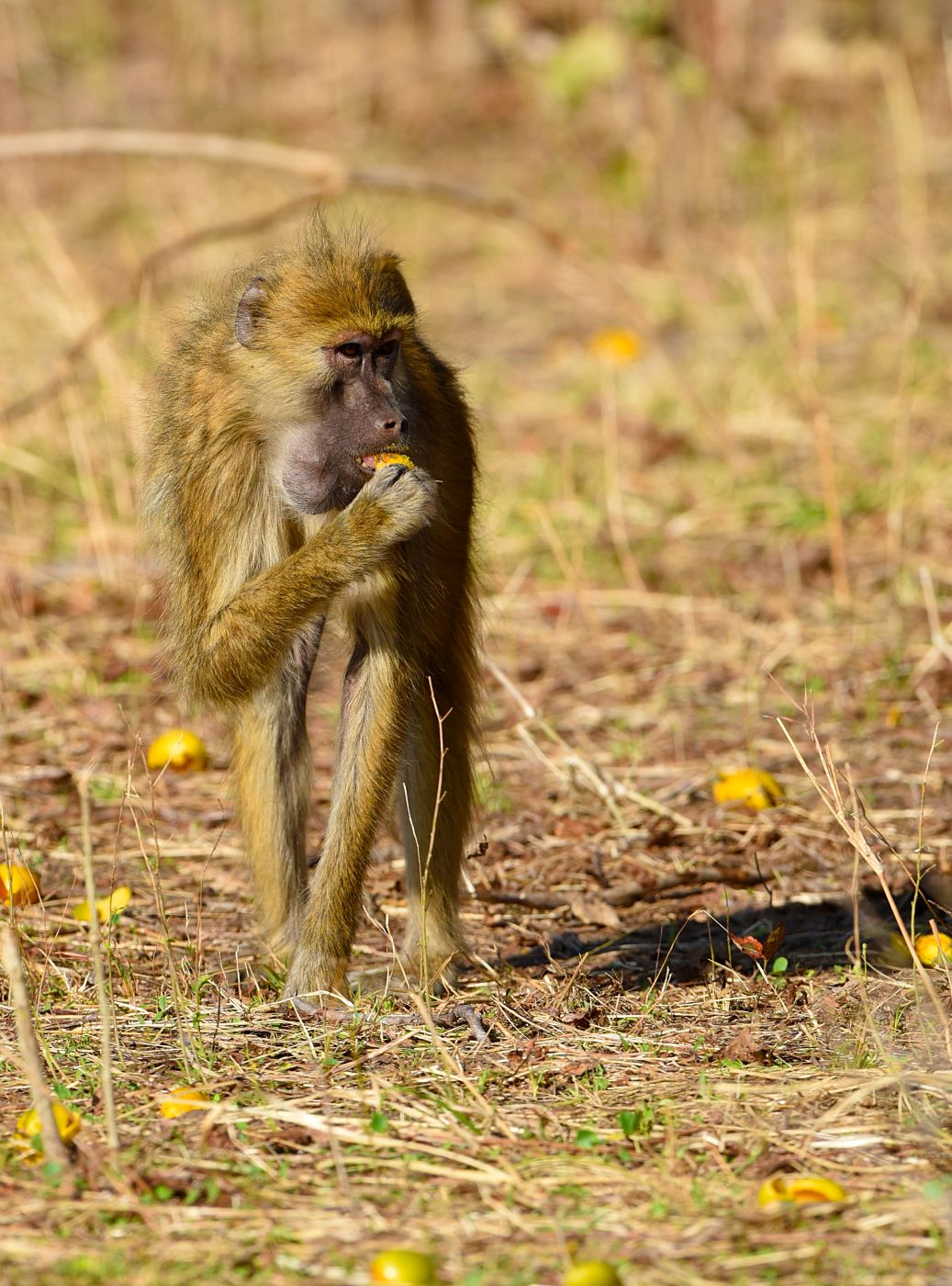 Opice a „sloní opice“: Tahanice o sladké alkoholické ovoce | 100+1 ...
