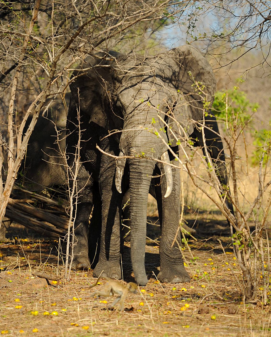 Opice a „sloní opice“: Tahanice o sladké alkoholické ovoce | 100+1 ...
