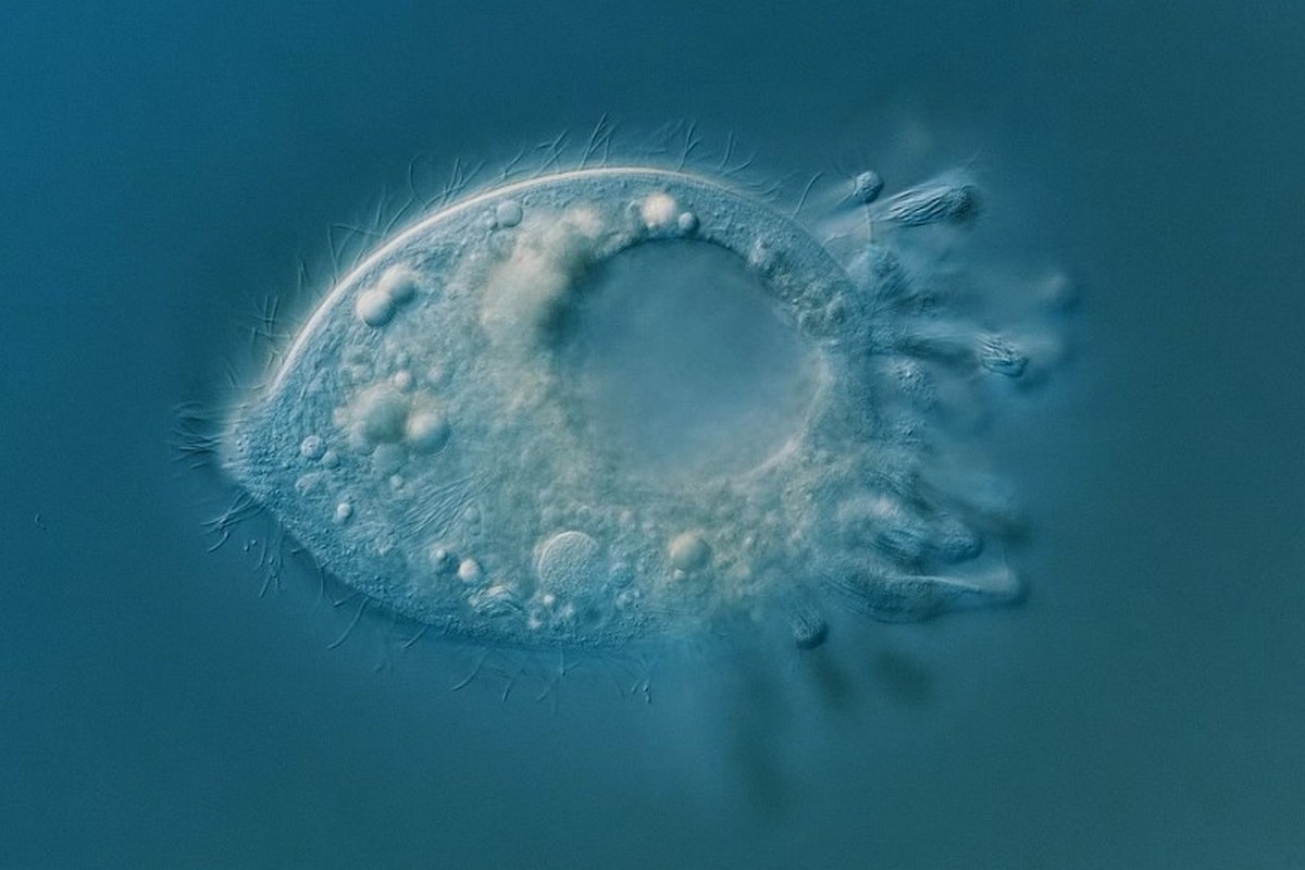 Jednorožec mezi prvoky: Vědci objevili extrémně vzácného nálevníka ...