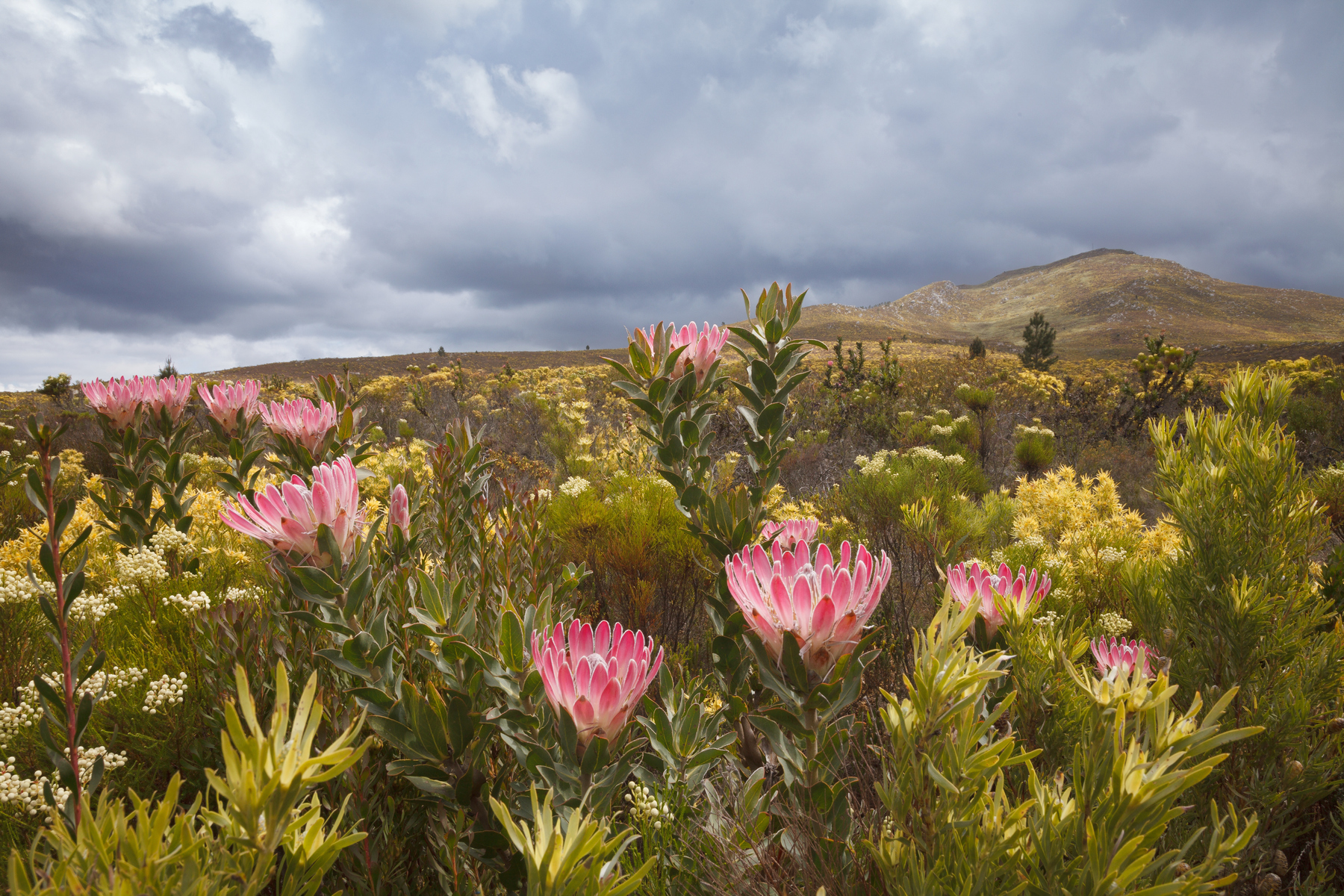 Umírající ráj botaniků: Kapská květenná říše je světovým unikátem | 100 ...