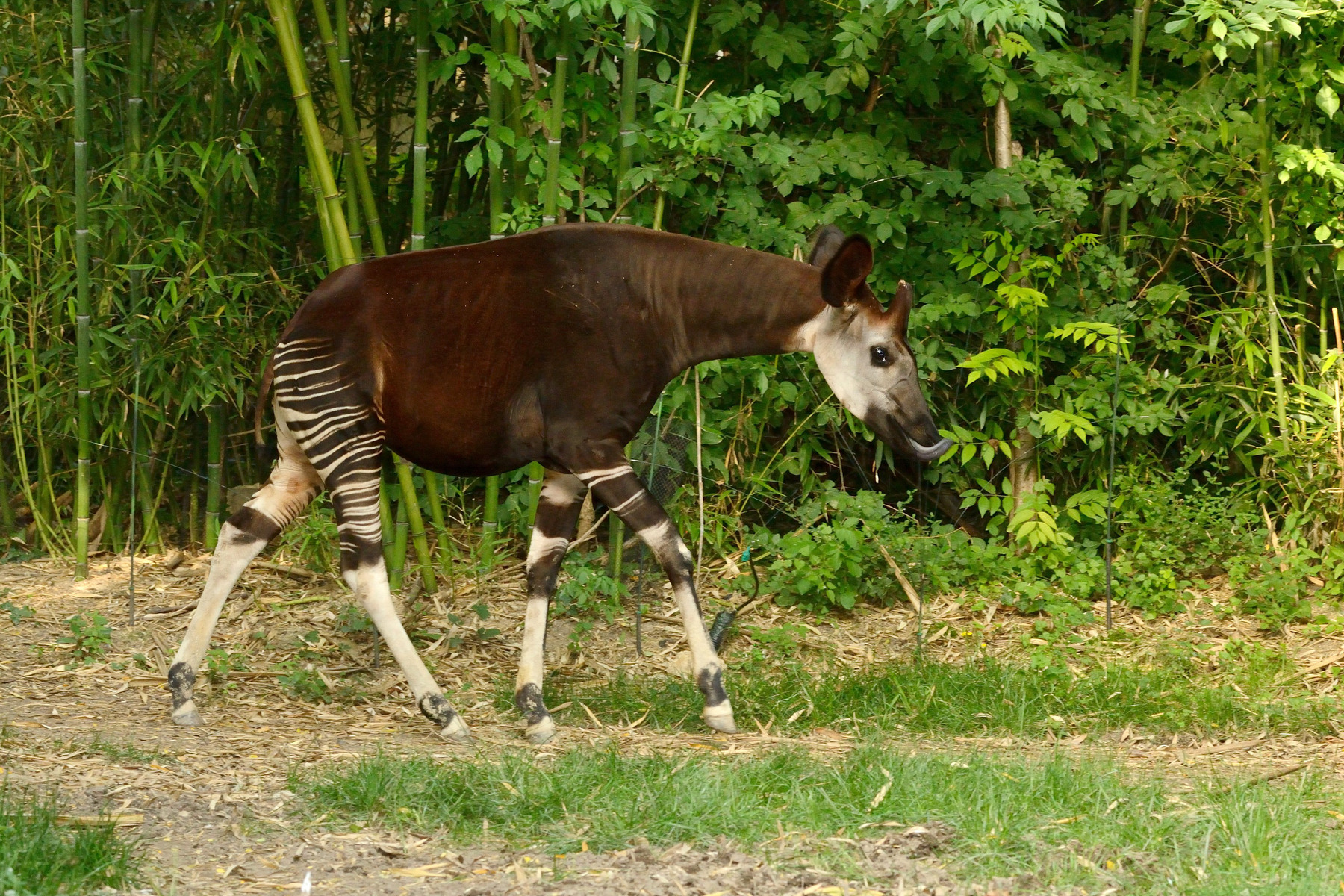 Žirafí bratranci z Konga: Přírodní rezervace Okapi je častým cílem ...