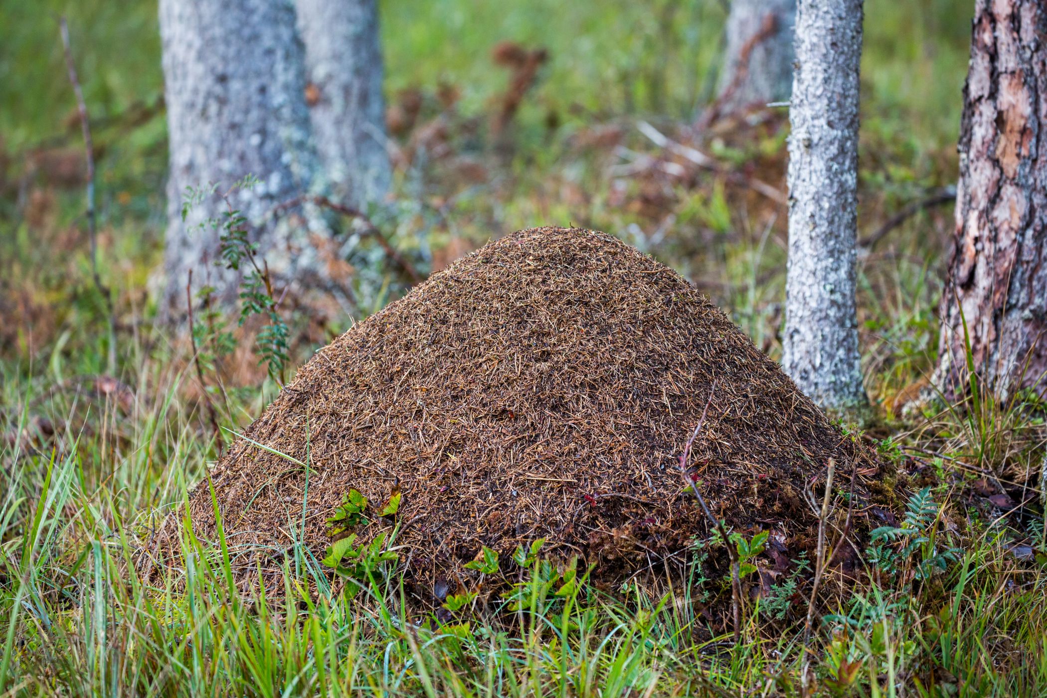 Jak se učí mraveniště: Mraveniště moudří, ale mravenci zůstávají hloupí ...