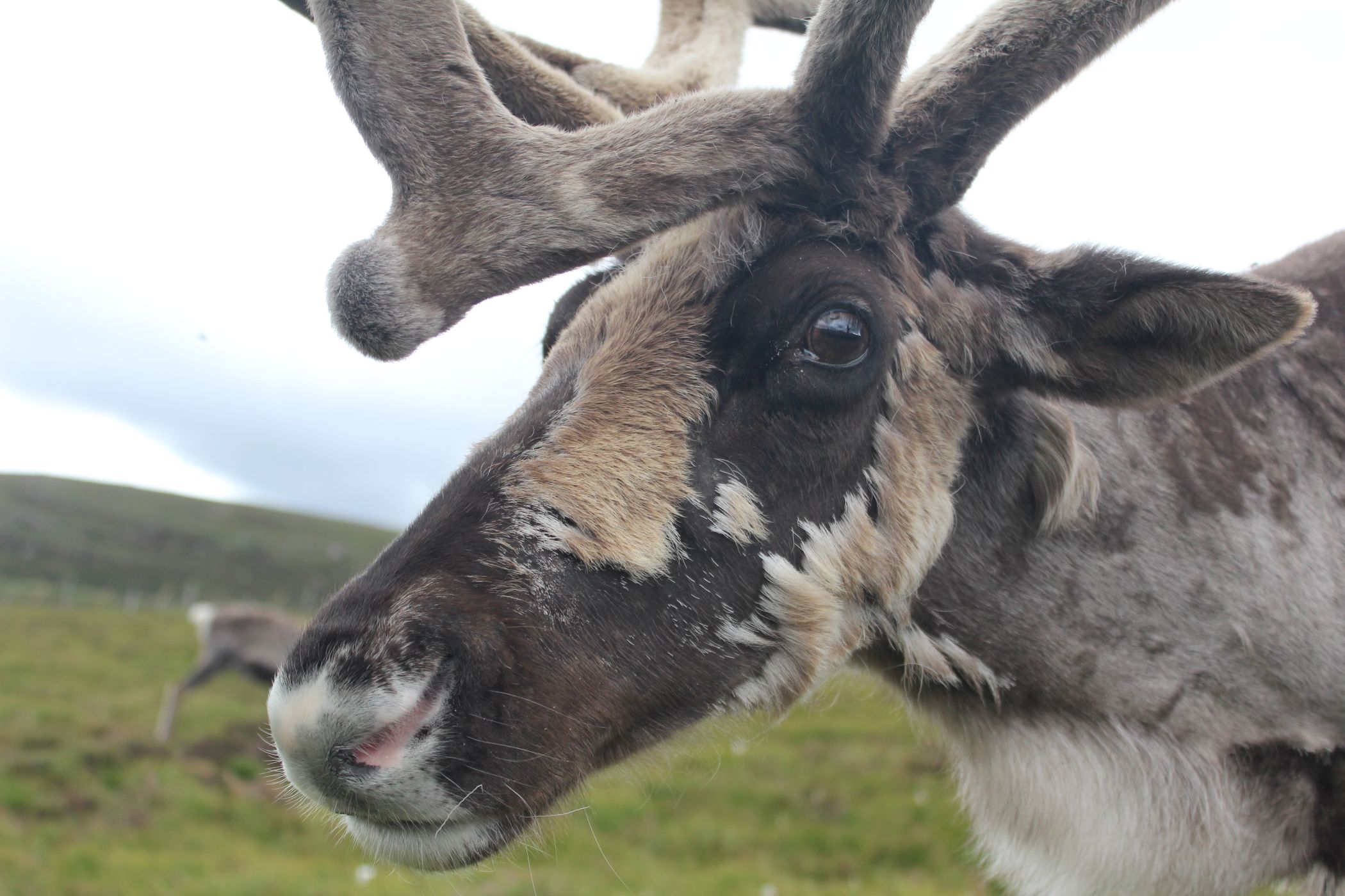 Výjev jako ze skotské ságy: Sobi v pohoří Cairngorms | 100+1 zahraniční ...
