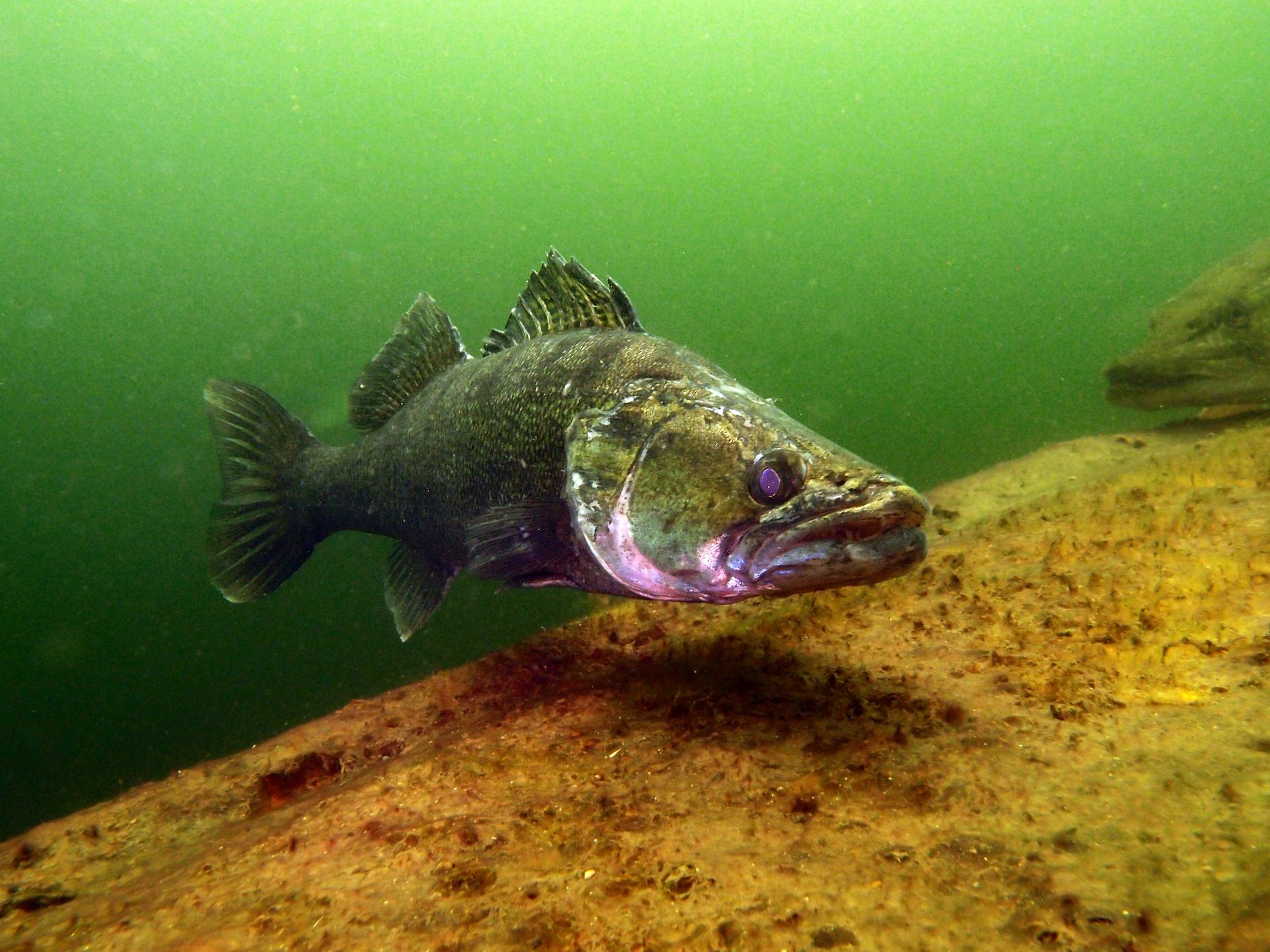 Urputný bojovník candát obecný: Elegantní obránce rodiny | 100+1 ...