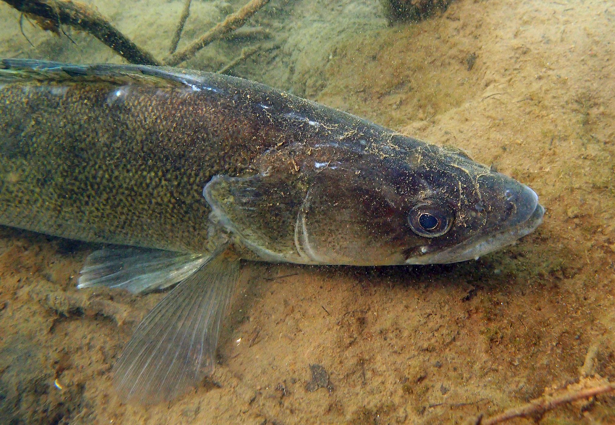 Urputný bojovník candát obecný: Elegantní obránce rodiny | 100+1 ...