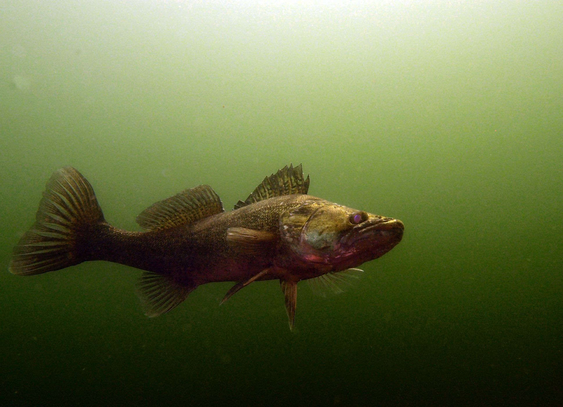 Urputný bojovník candát obecný: Elegantní obránce rodiny | 100+1 ...