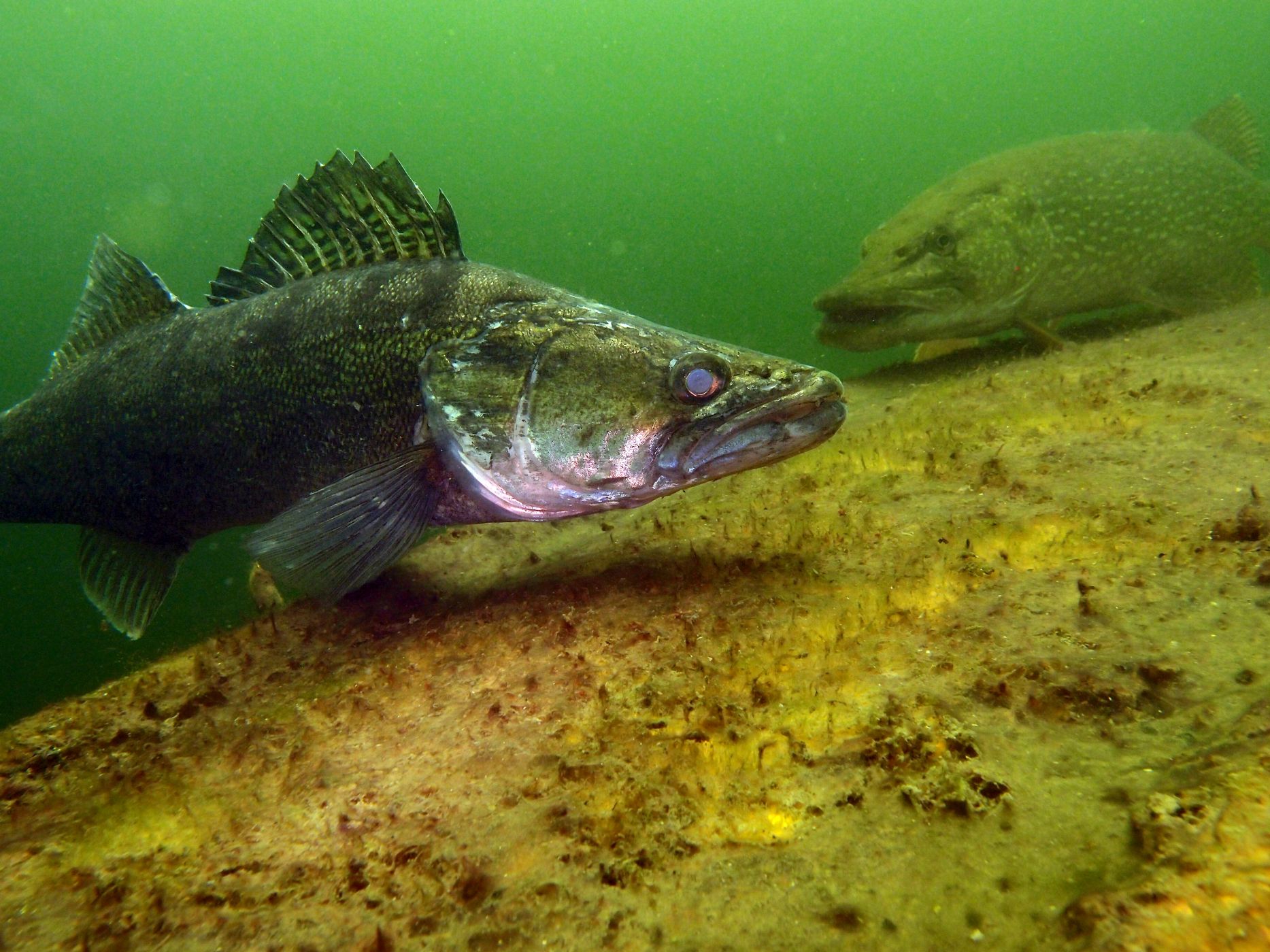 Urputný bojovník candát obecný: Elegantní obránce rodiny | 100+1 ...