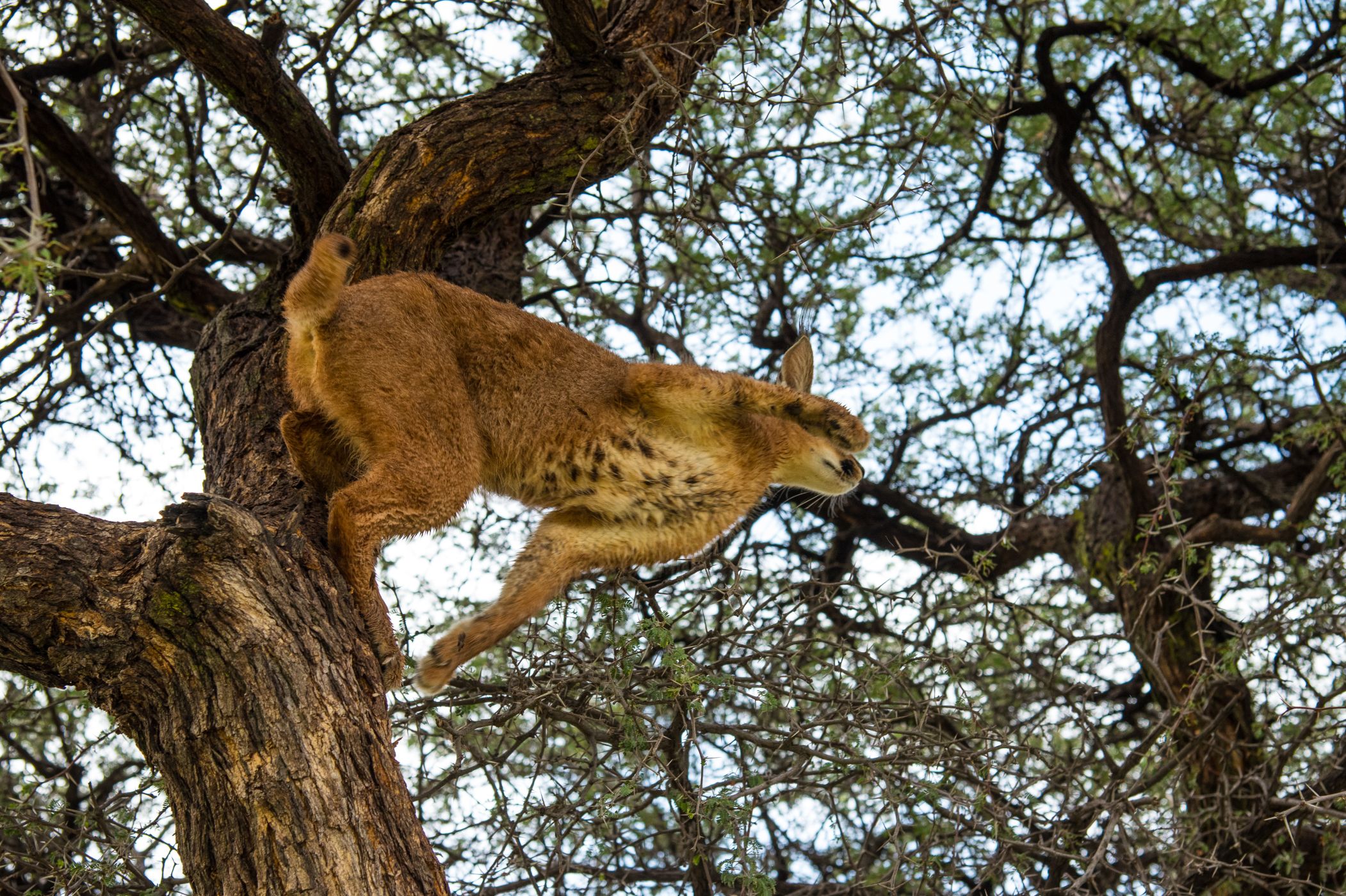 Půvabný karakal: Nejmrštnější atlet ze všech kočkovitých šelem | 100+1 ...