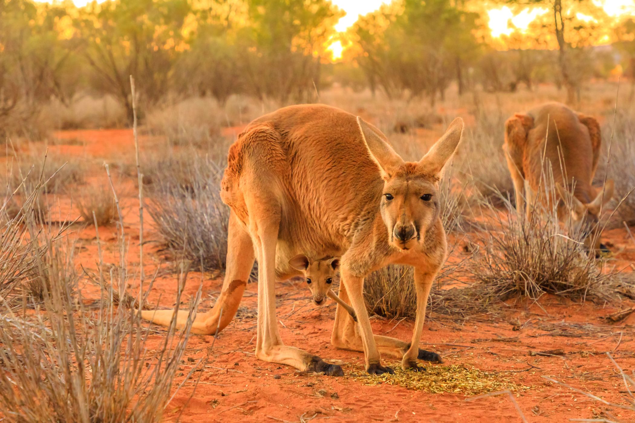 Překvapení v klokaních kapsách: Jak žije skákajícím symbolům Austrálie ...
