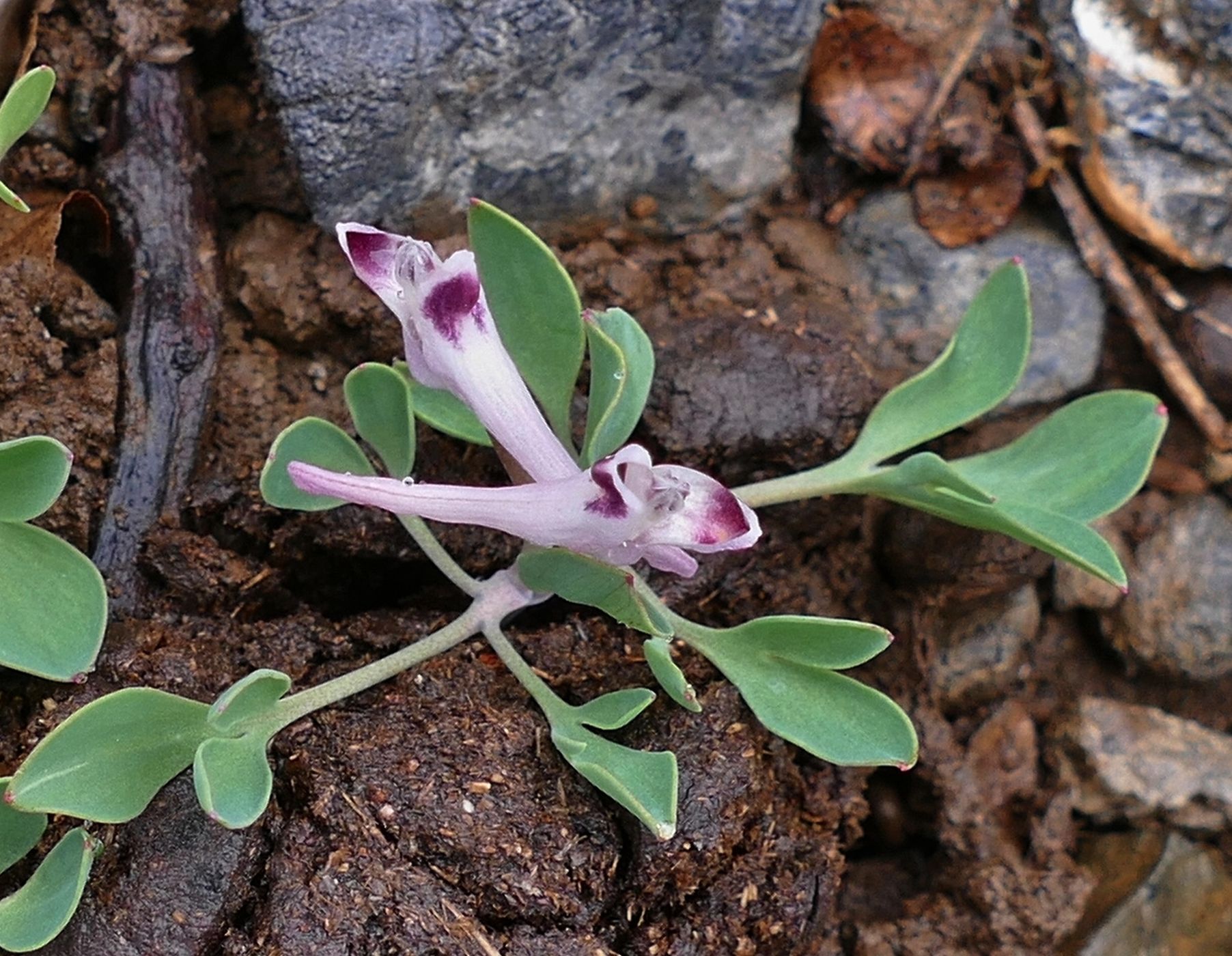 Za krétskými endemity: Botanická lákadla středomořského ostrova | 100+1 ...
