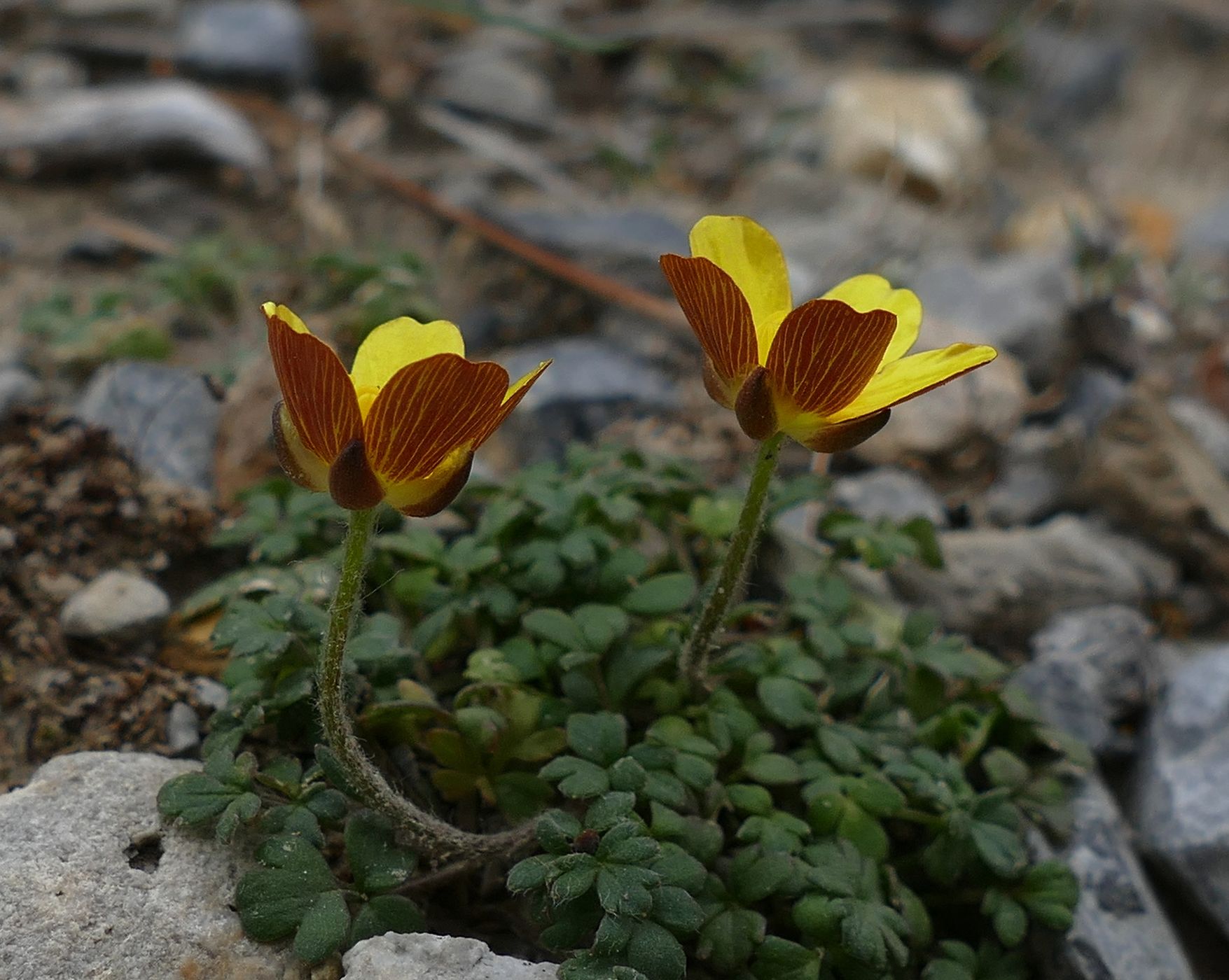 Za krétskými endemity: Botanická lákadla středomořského ostrova | 100+1 ...