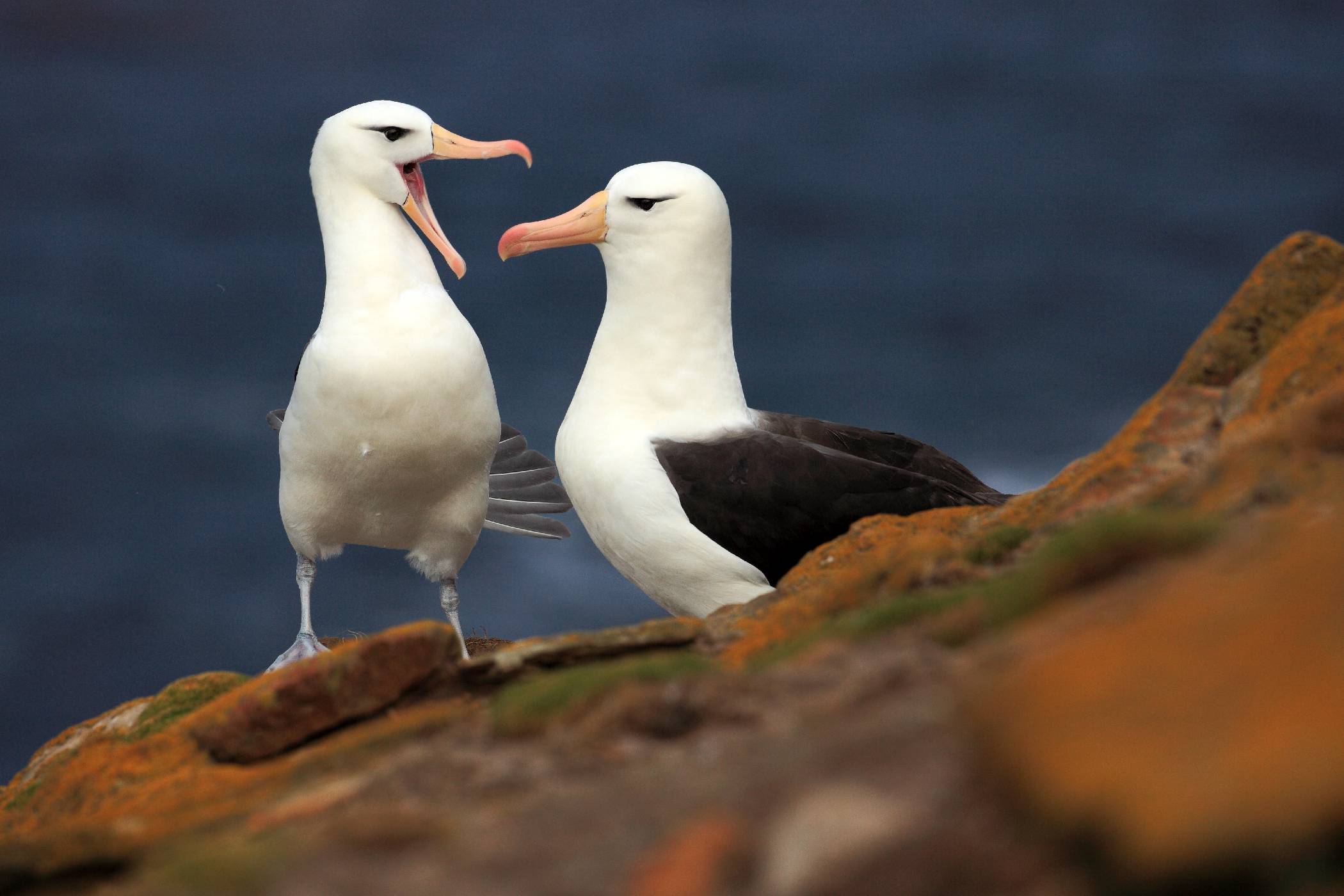 Romantika na útesu: Hnízdiště falklandských albatrosů černobrvých | 100 ...