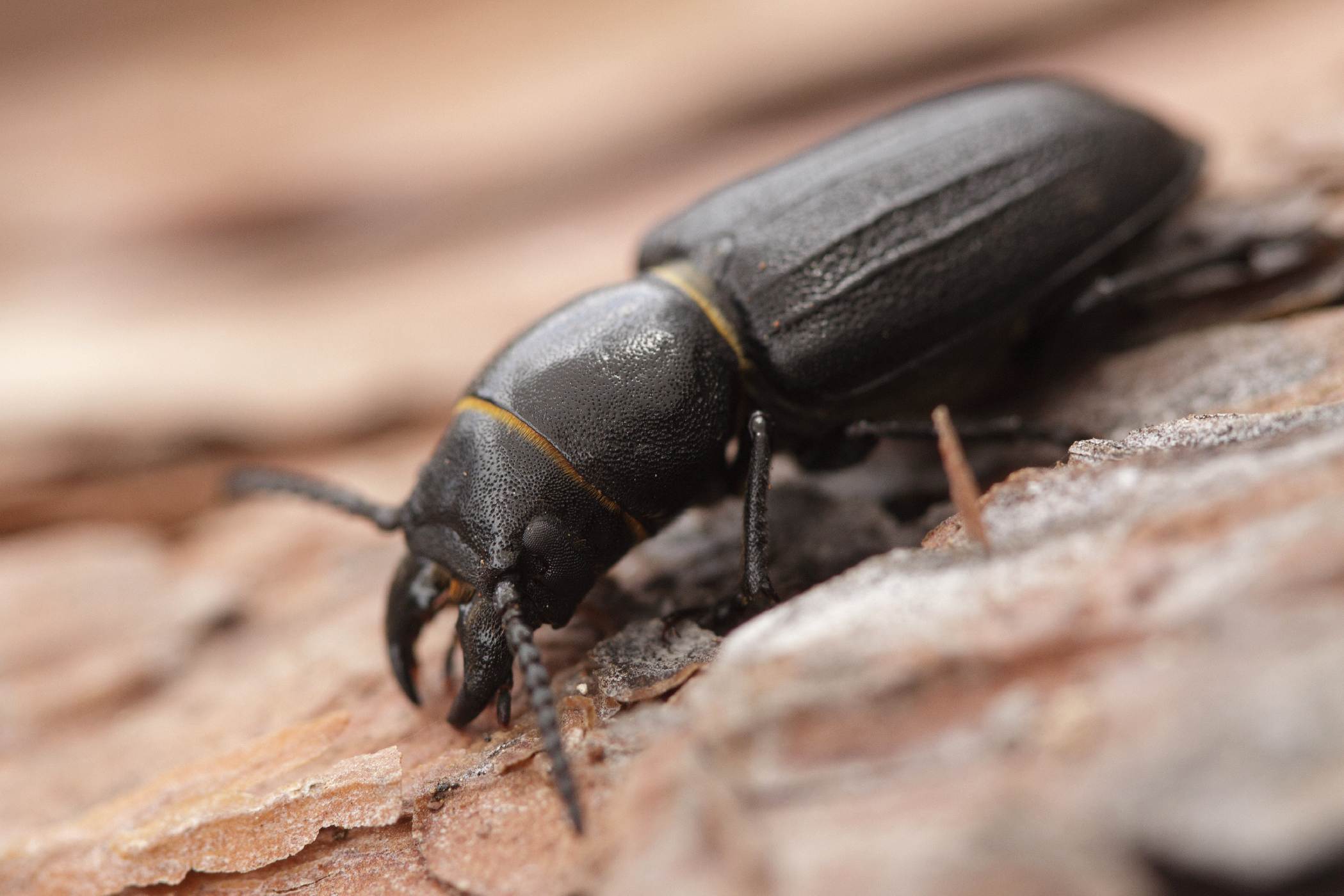 Pod kůrou borových lesů: Brouci s vůní pryskyřice | 100+1 zahraniční ...