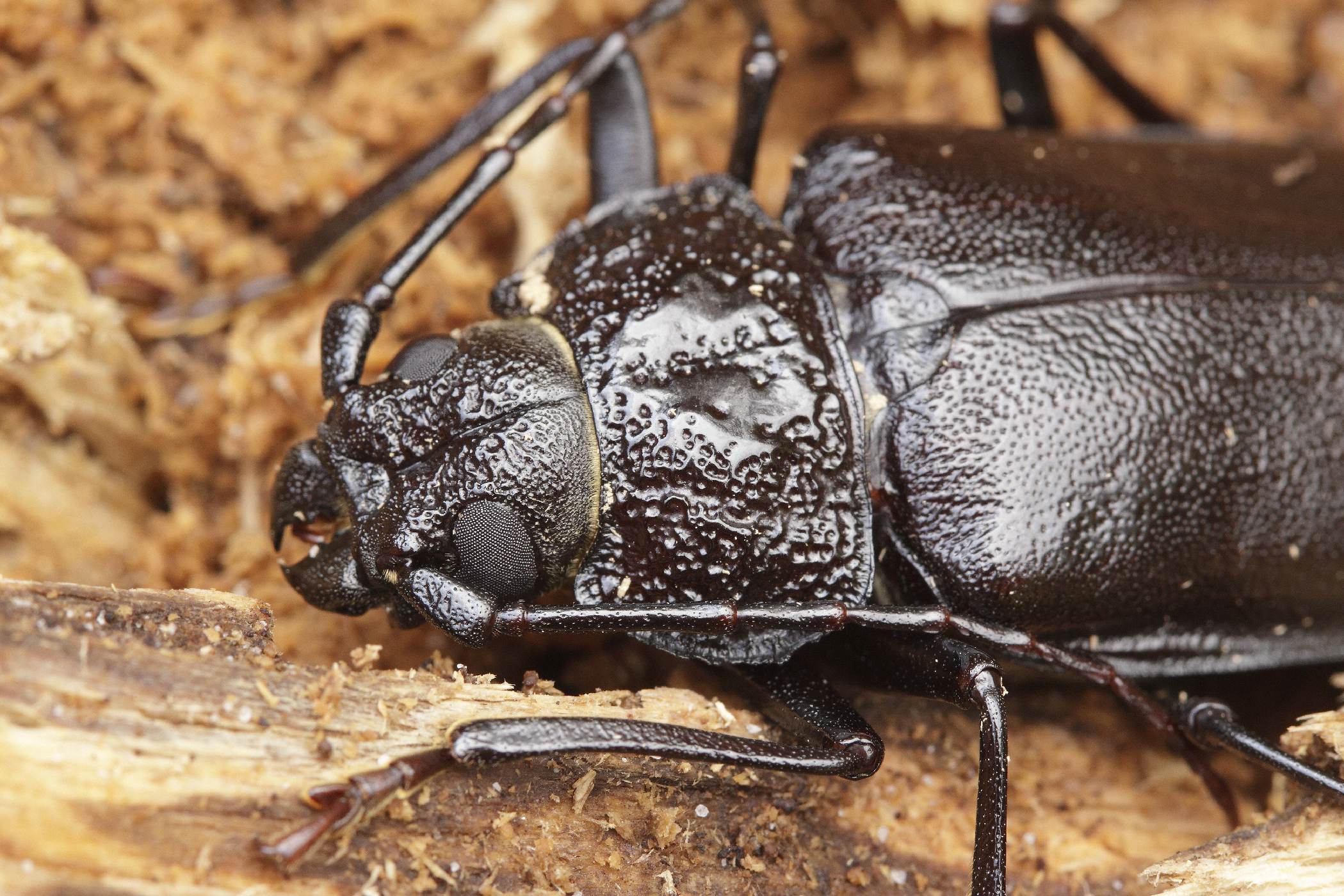 Pod kůrou borových lesů: Brouci s vůní pryskyřice | 100+1 zahraniční ...
