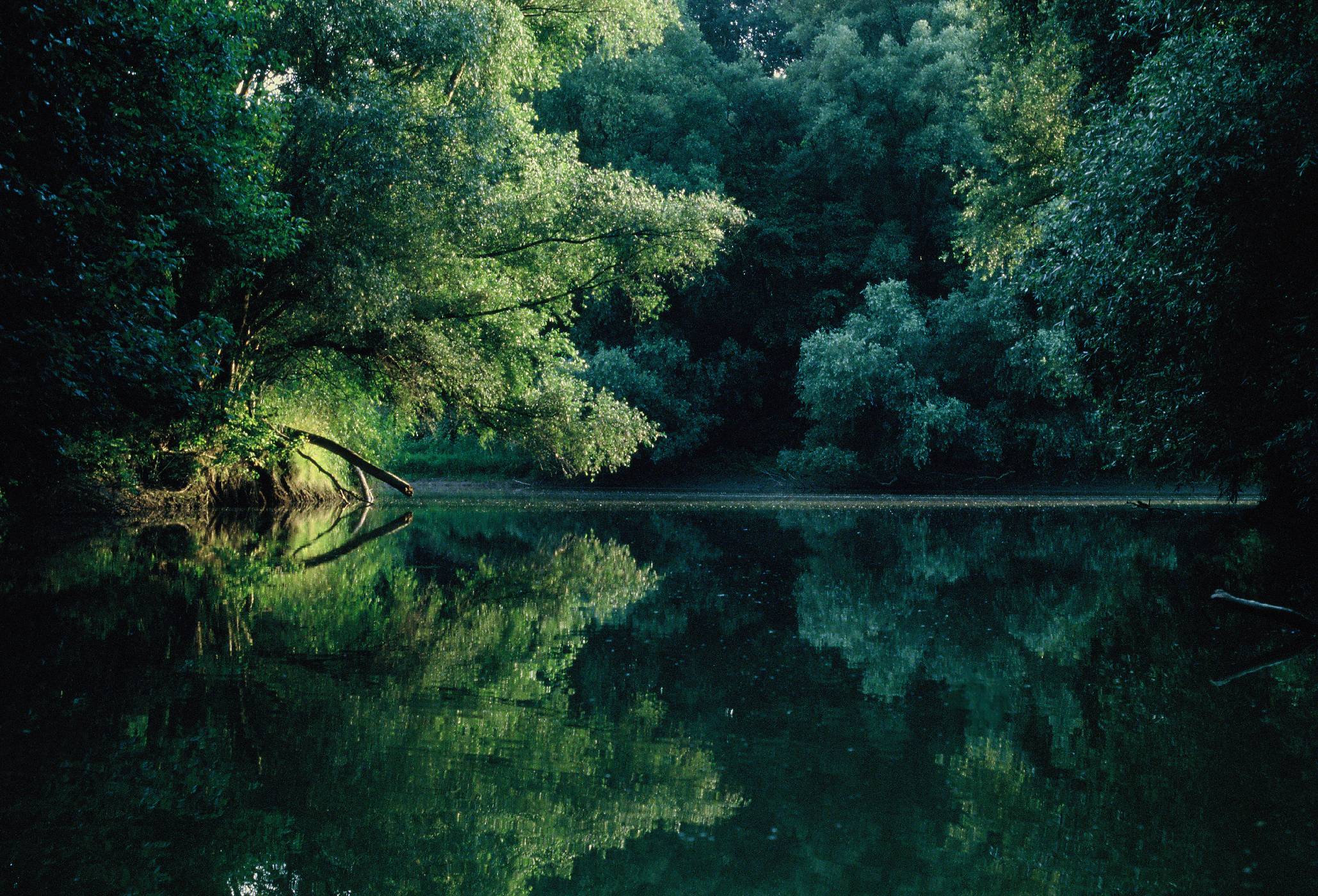 Vnitrozemská delta Dunaje: Zanikající vodní svět u Bratislavy | 100+1 ...