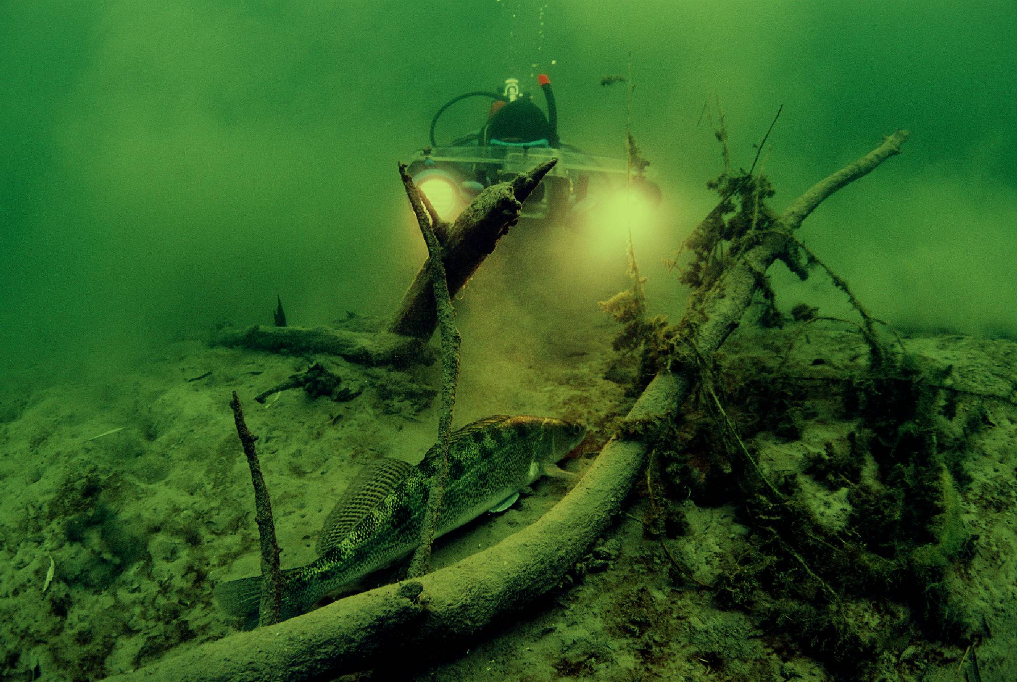 Vnitrozemská delta Dunaje: Zanikající vodní svět u Bratislavy | 100+1 ...