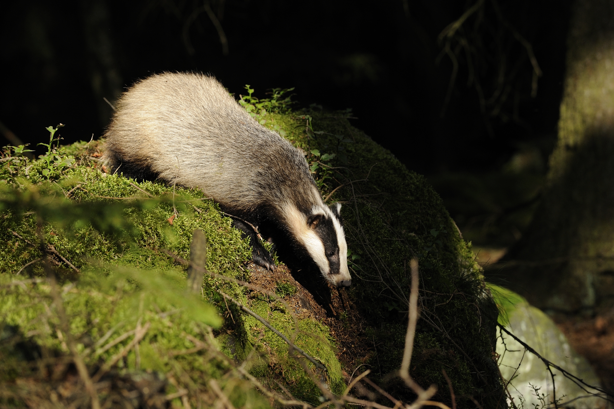 Ostražitý jezevec lesní: Pán podzemních hradů | 100+1 zahraniční zajímavost