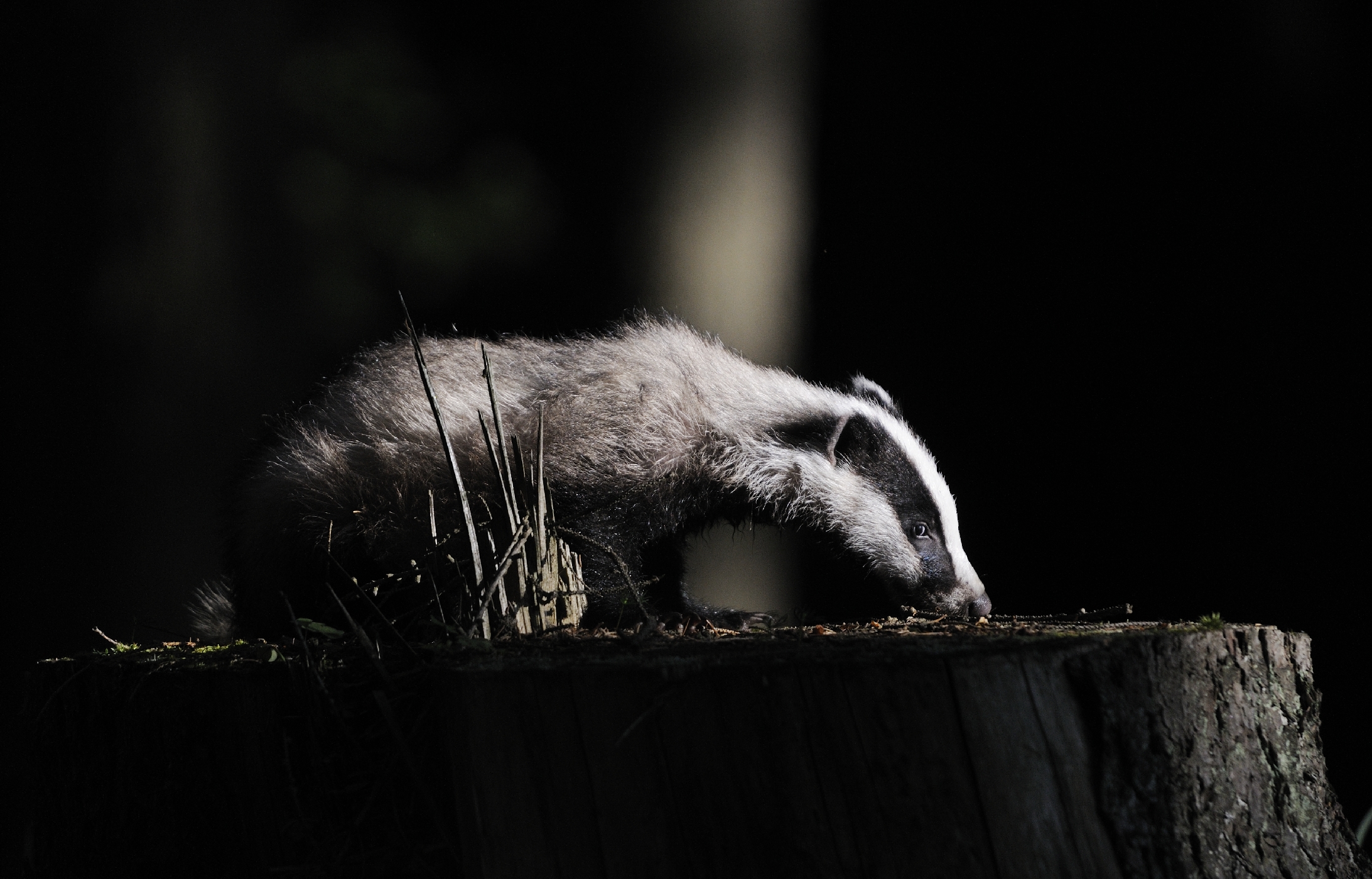 Ostražitý jezevec lesní: Pán podzemních hradů | 100+1 zahraniční zajímavost