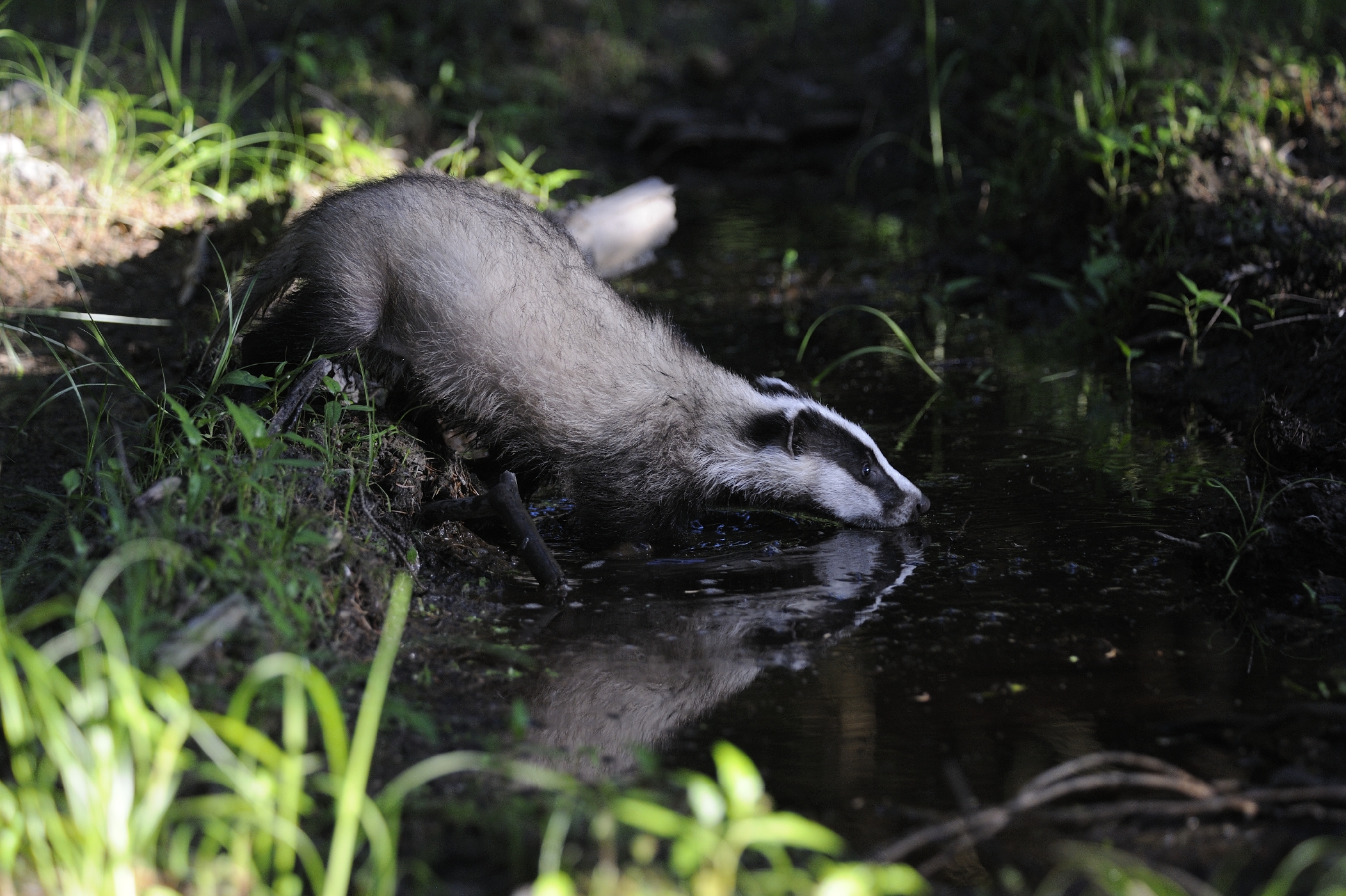 Ostražitý jezevec lesní: Pán podzemních hradů | 100+1 zahraniční zajímavost