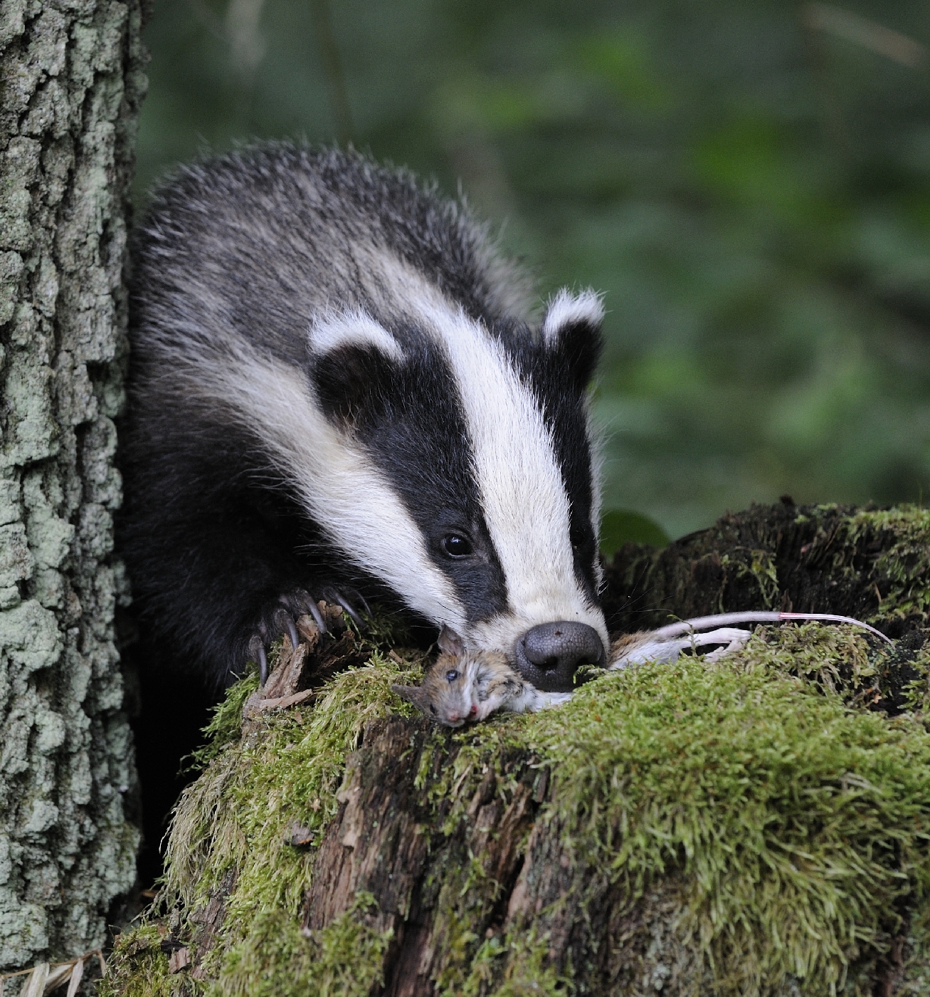 Ostražitý jezevec lesní: Pán podzemních hradů | 100+1 zahraniční zajímavost