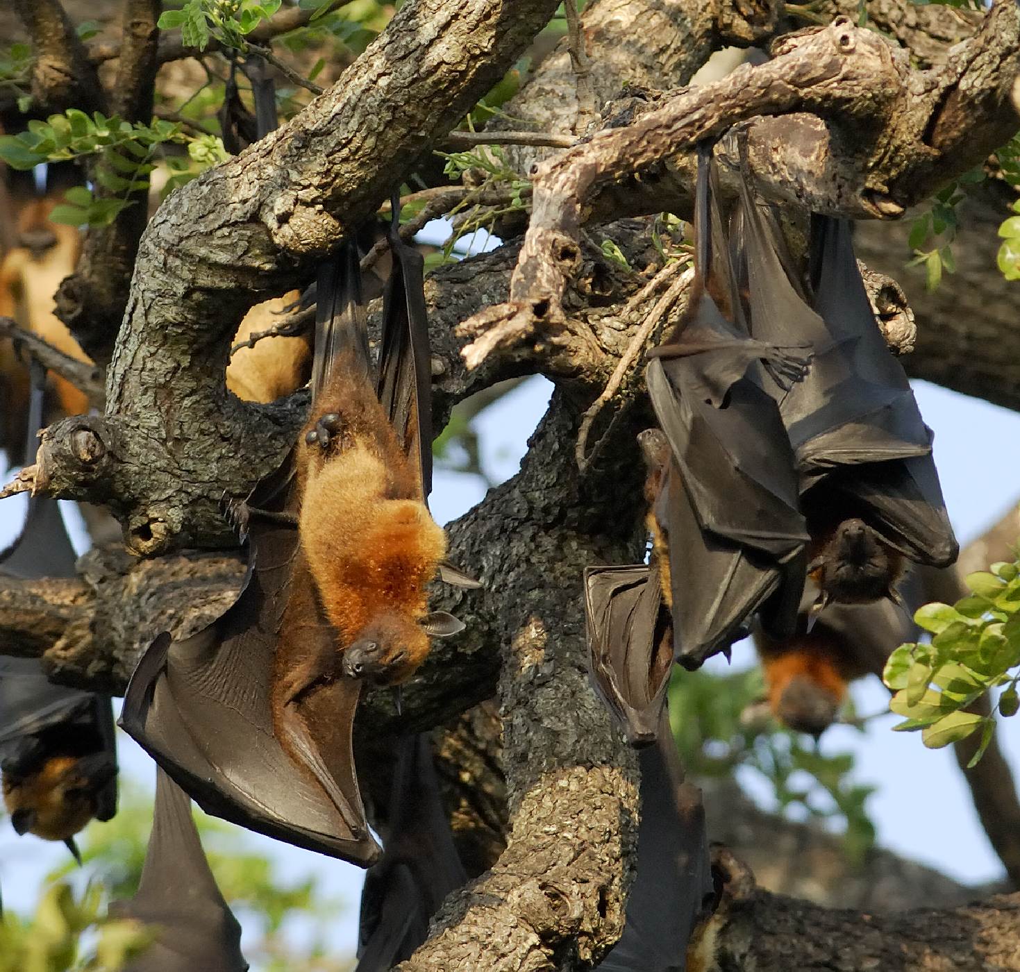 Létající lišky Starého světa: Kaloni, exotičtí bratranci netopýrů | 100 ...