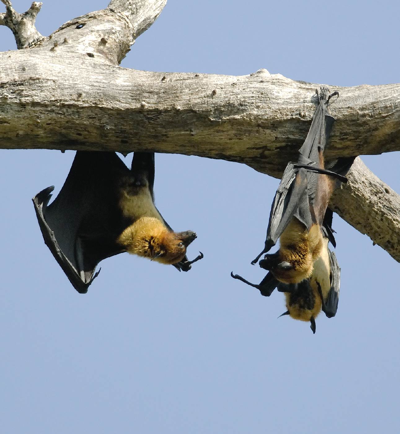 Létající lišky Starého světa: Kaloni, exotičtí bratranci netopýrů | 100 ...