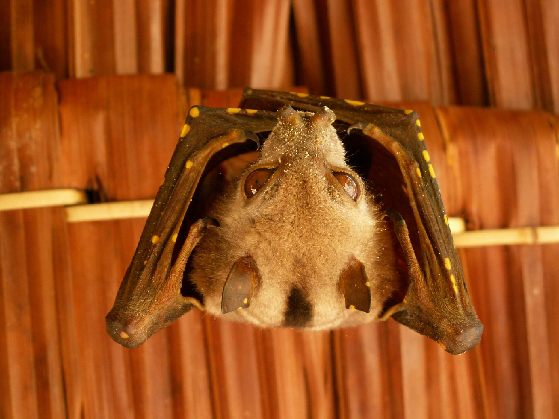 Létající lišky Starého světa: Kaloni, exotičtí bratranci netopýrů | 100 ...