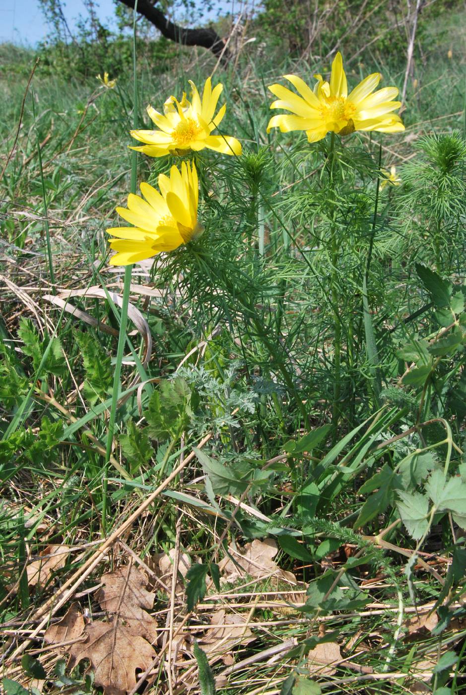 Běžci z východních stepí: Keře, které se pohybují | 100+1 zahraniční ...