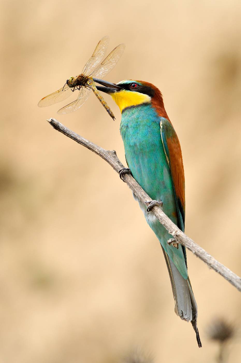 Běžci z východních stepí: Keře, které se pohybují | 100+1 zahraniční ...