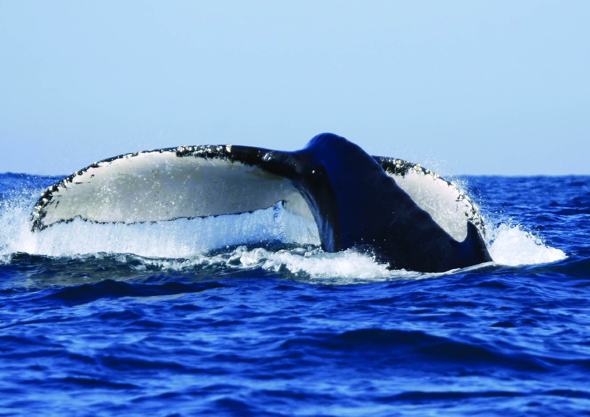 Savec z obřího rodu: Pronásledovaní giganti keporkaci | 100+1 ...