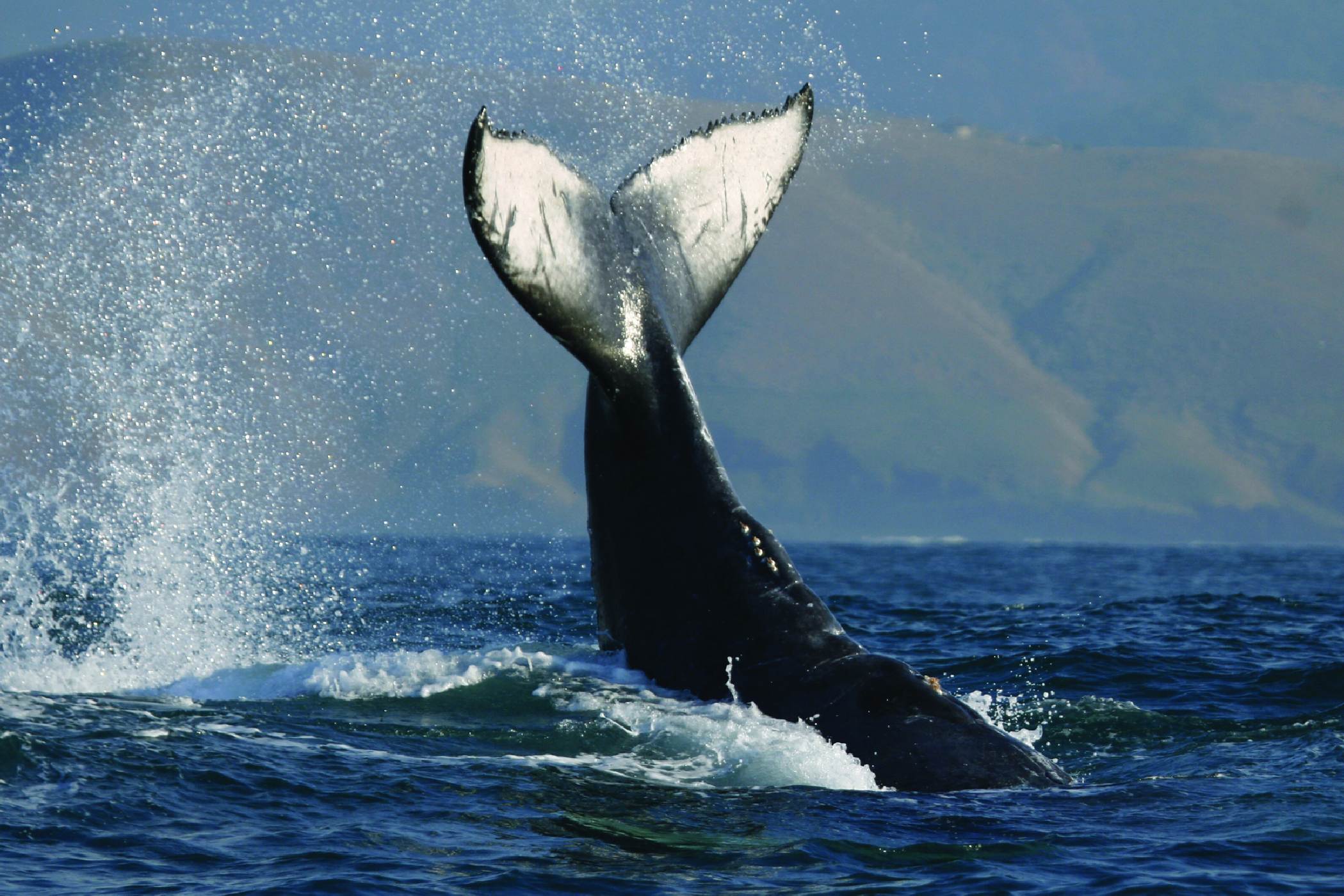 Savec z obřího rodu: Pronásledovaní giganti keporkaci | 100+1 ...