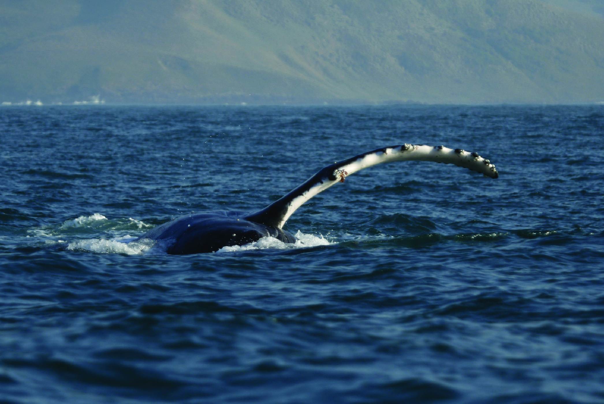 Savec z obřího rodu: Pronásledovaní giganti keporkaci | 100+1 ...