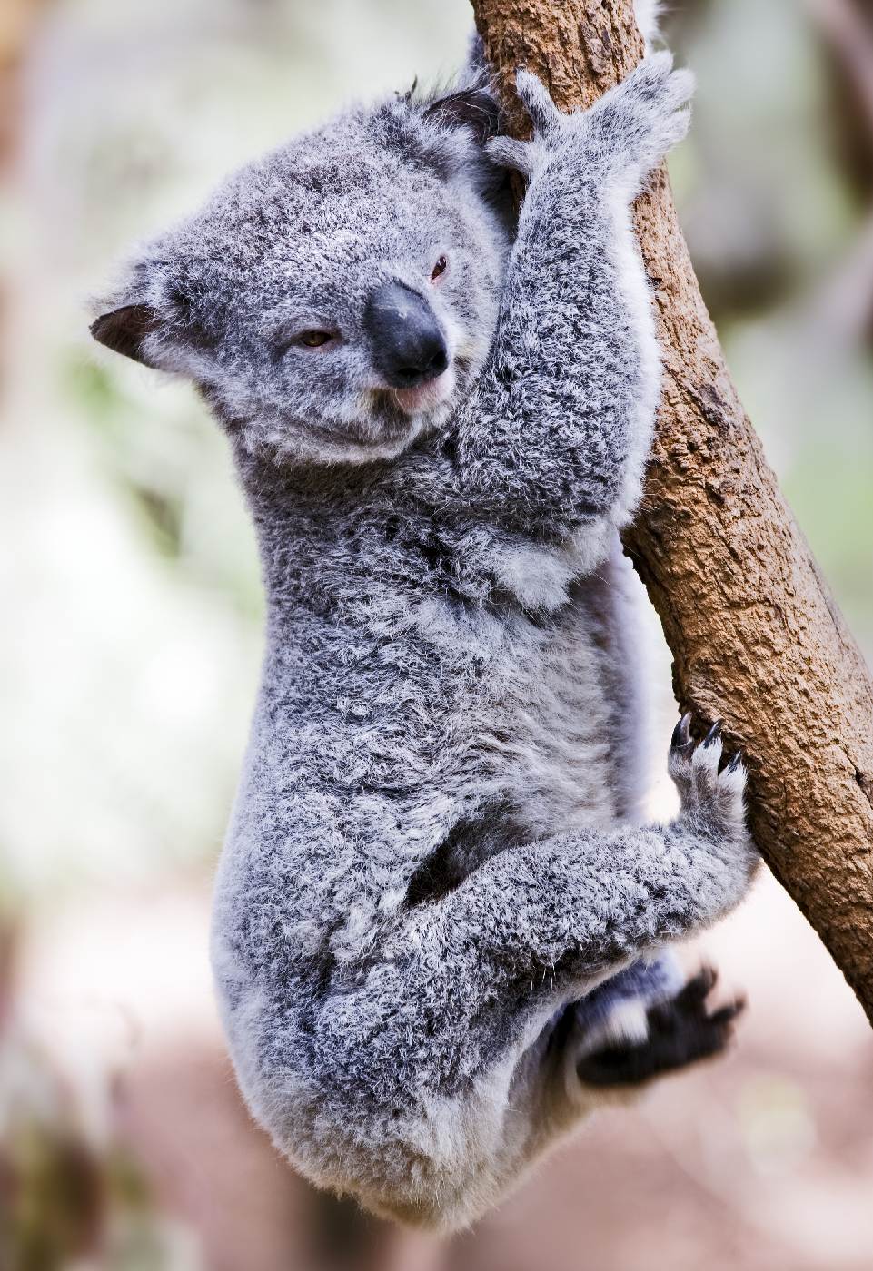 Park medvídků k pomazlení: Ohrožení australští spáči | 100+1 zahraniční ...