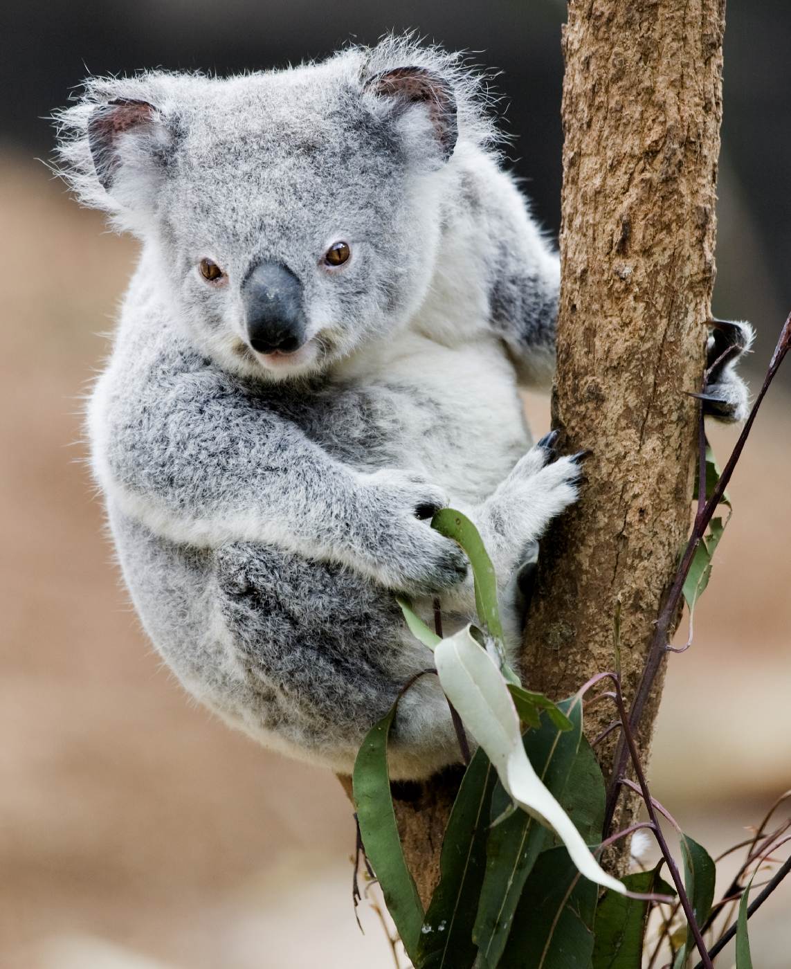 Park medvídků k pomazlení: Ohrožení australští spáči | 100+1 zahraniční ...