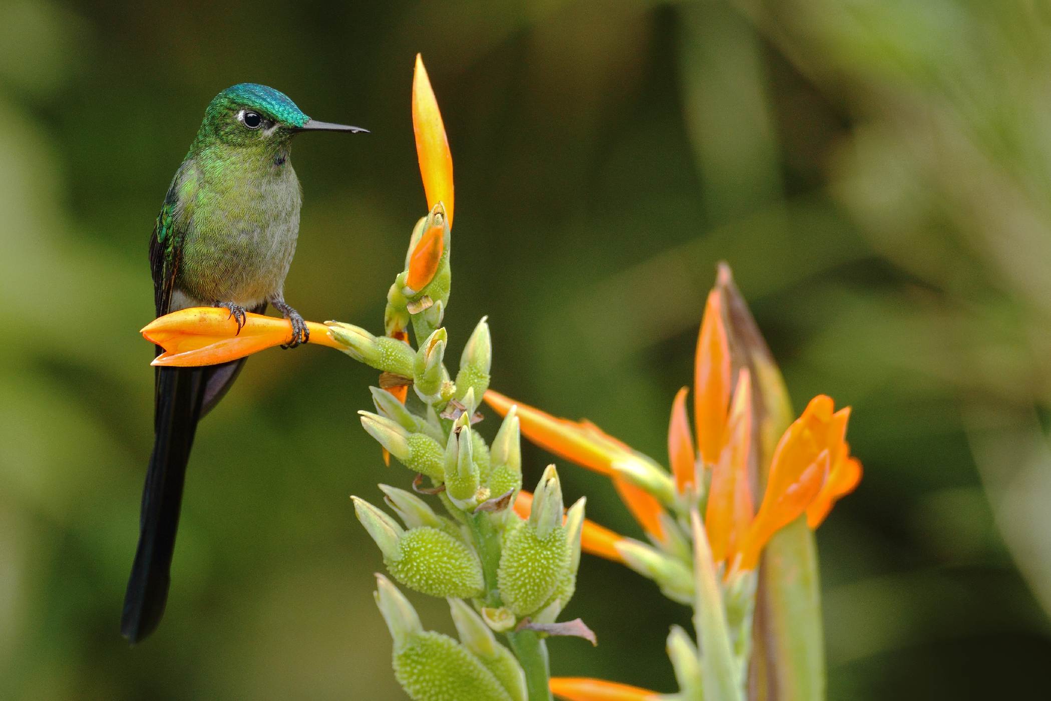 Kmitání létajících drahokamů: Kolibříci, „motýli“ mlžného pralesa | 100 ...