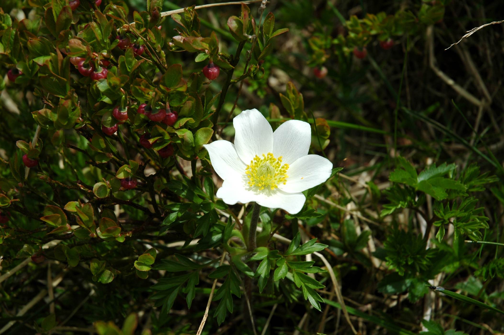 Koniklece: Ozdoby probouzejících se luk a zvonky jarních stepí | 100+1 ...