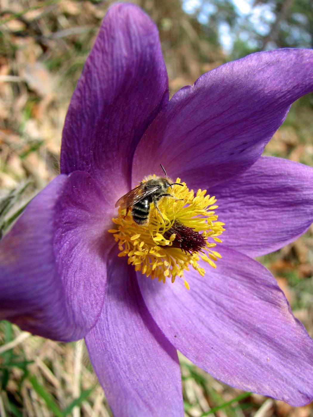Koniklece: Ozdoby probouzejících se luk a zvonky jarních stepí | 100+1 ...