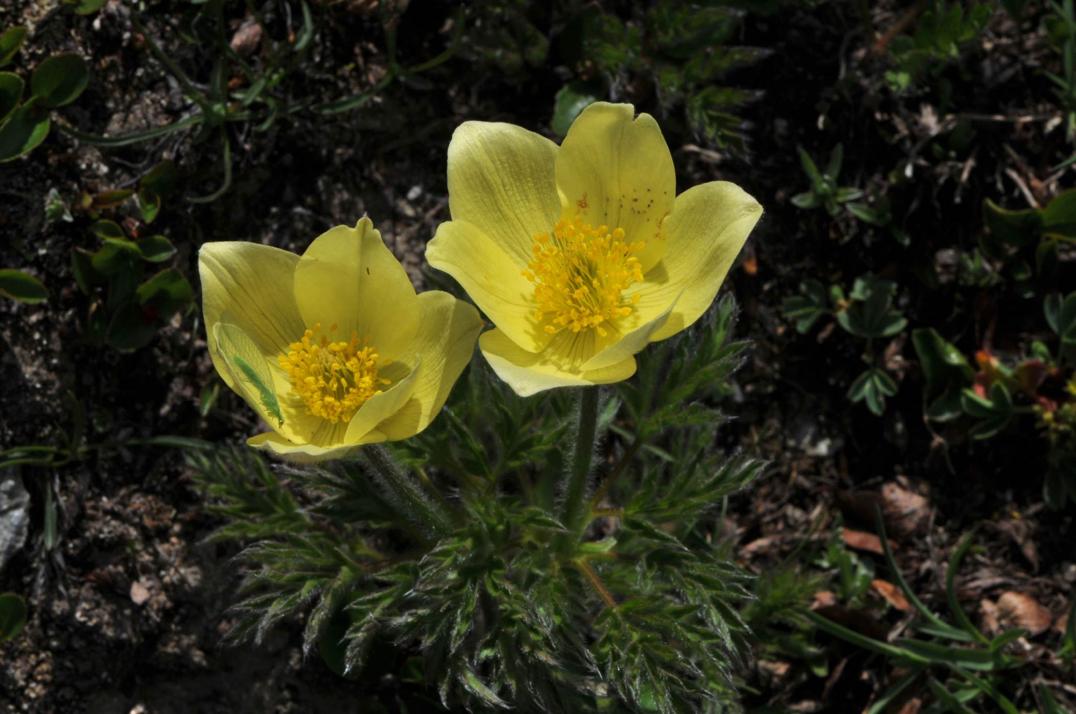 Koniklece: Ozdoby probouzejících se luk a zvonky jarních stepí | 100+1 ...