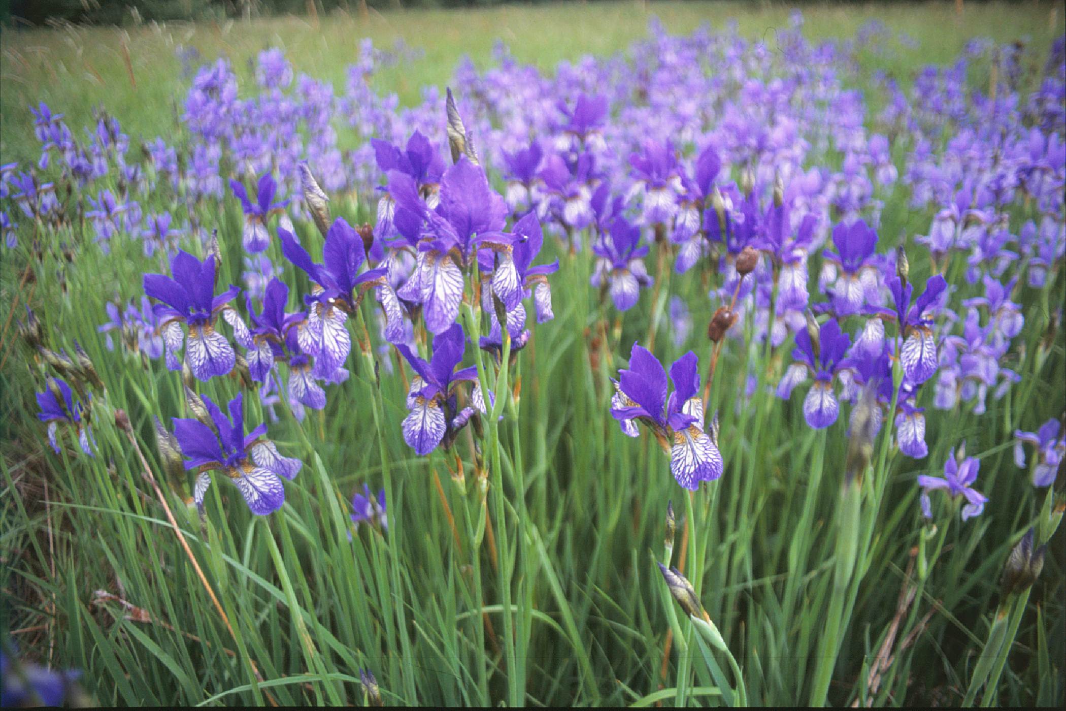Všechny naše kosatce: Divocí bratranci zahradních okras | 100+1 zahraniční zajímavost