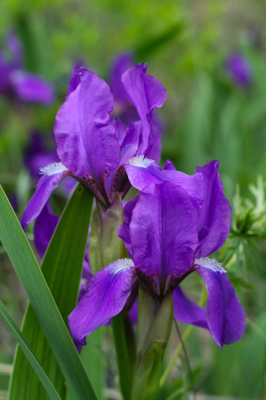Všechny naše kosatce: Divocí bratranci zahradních okras | 100+1 ...