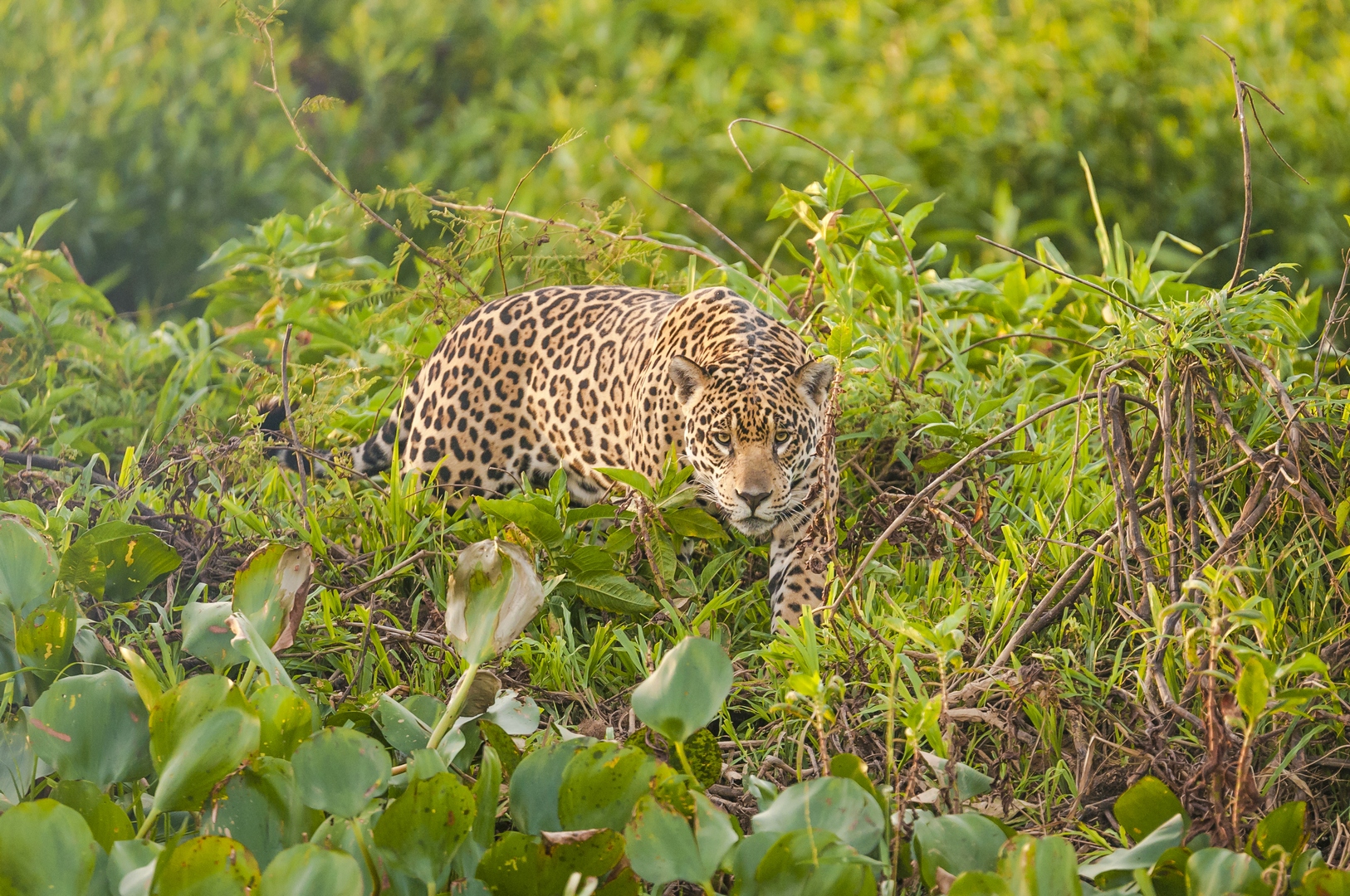 Středoamerická Kostarika: Mírumilovná země na bohatém pobřeží | 100+1 ...