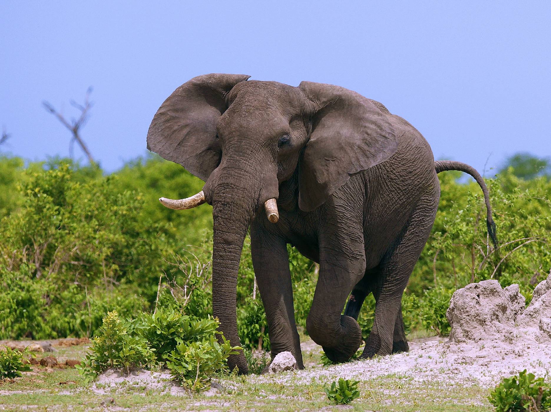 Soužití afrických velikánů: Boj o africké království mezi slony a lvy ...
