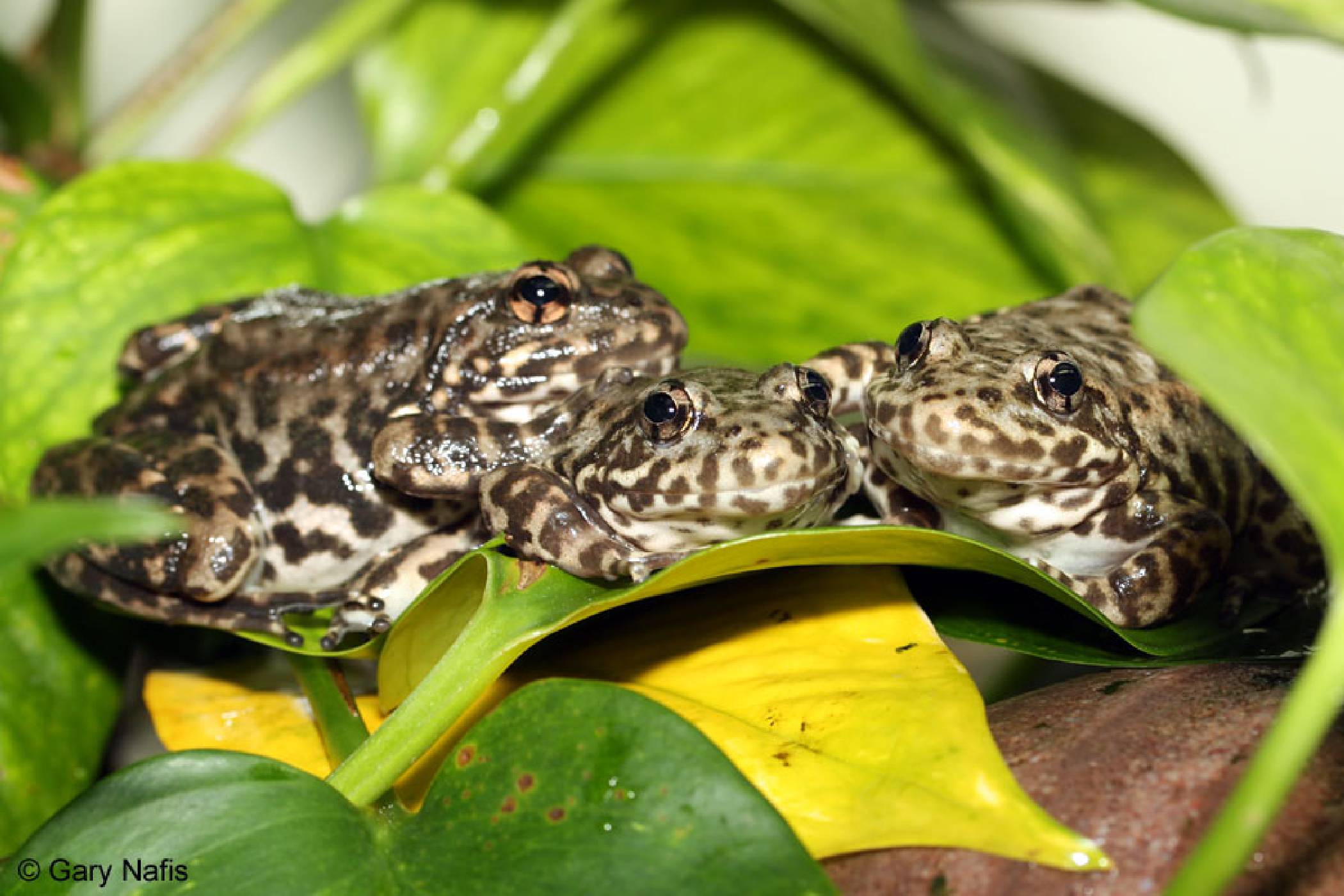 Žába v maskáčích žije: Vzácní skokani po padesáti letech znovu objeveni ...