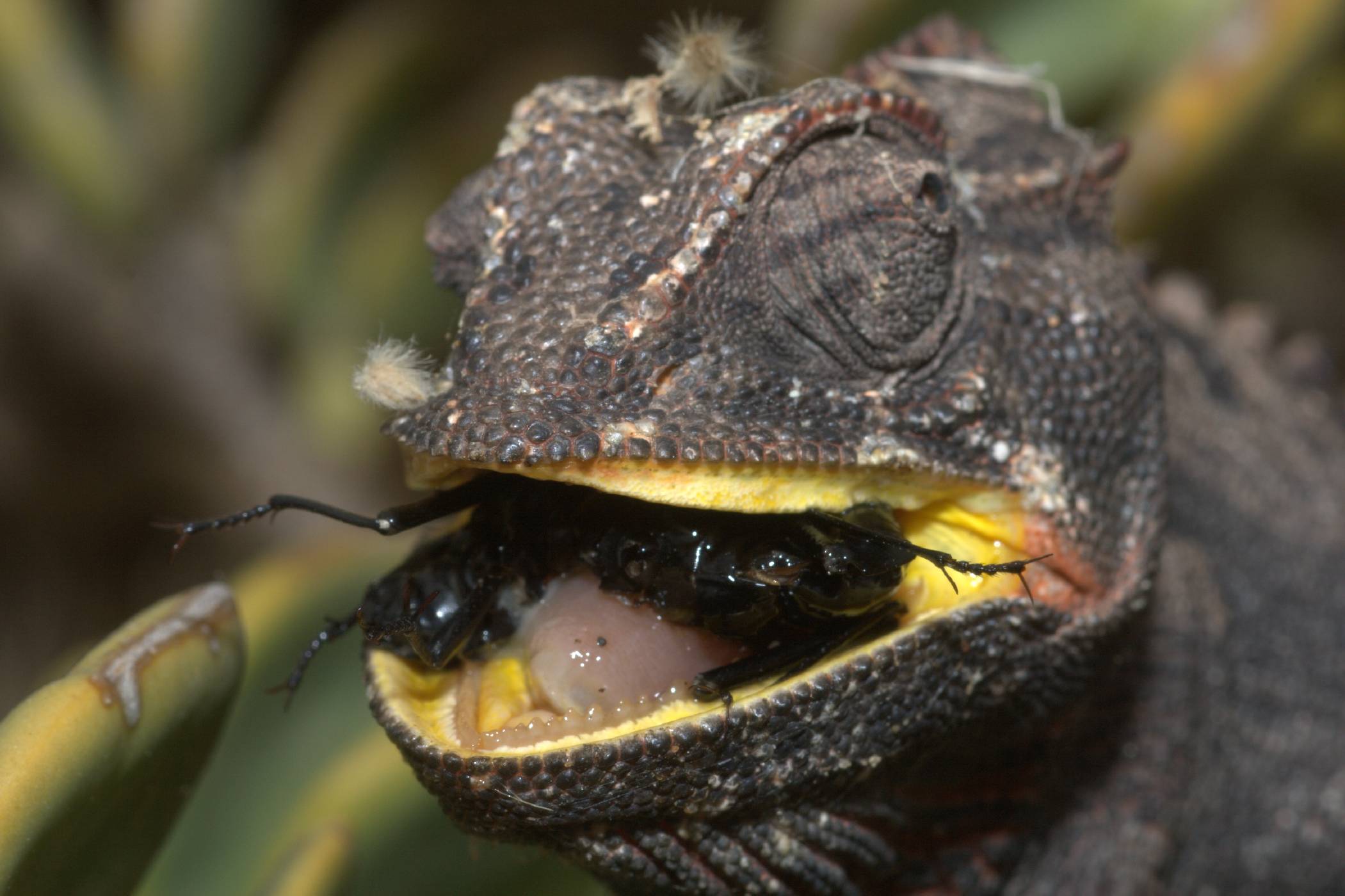 Život v poušti Namib: Překvapivá pestrost uprostřed pustiny | 100+1 ...