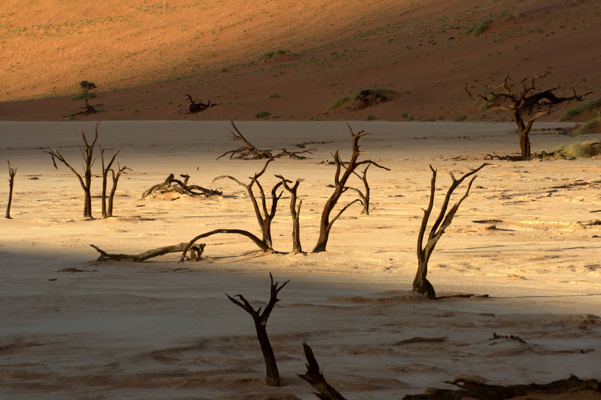 Život v poušti Namib: Překvapivá pestrost uprostřed pustiny | 100+1 ...