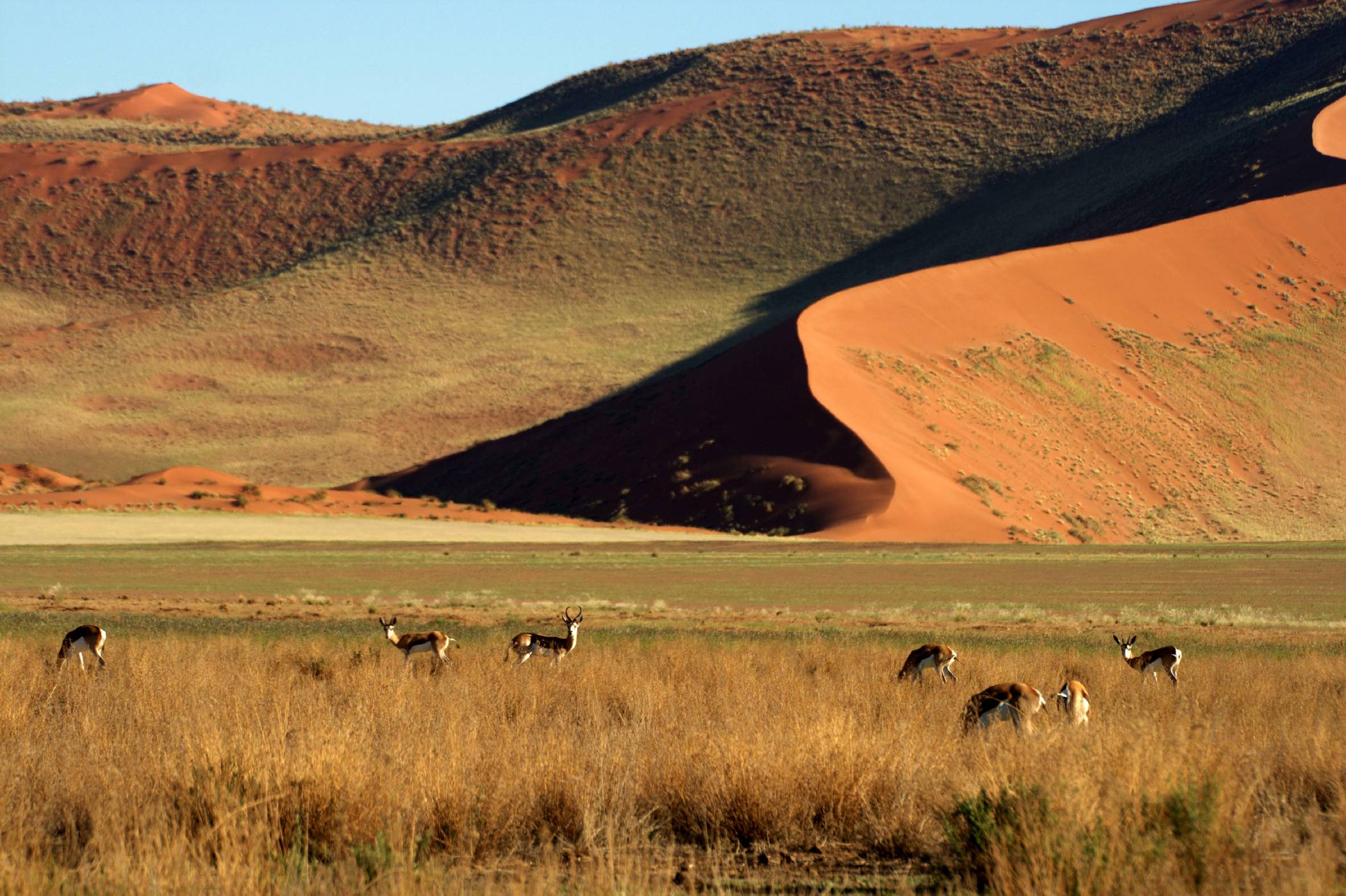 Život v poušti Namib: Překvapivá pestrost uprostřed pustiny | 100+1 ...