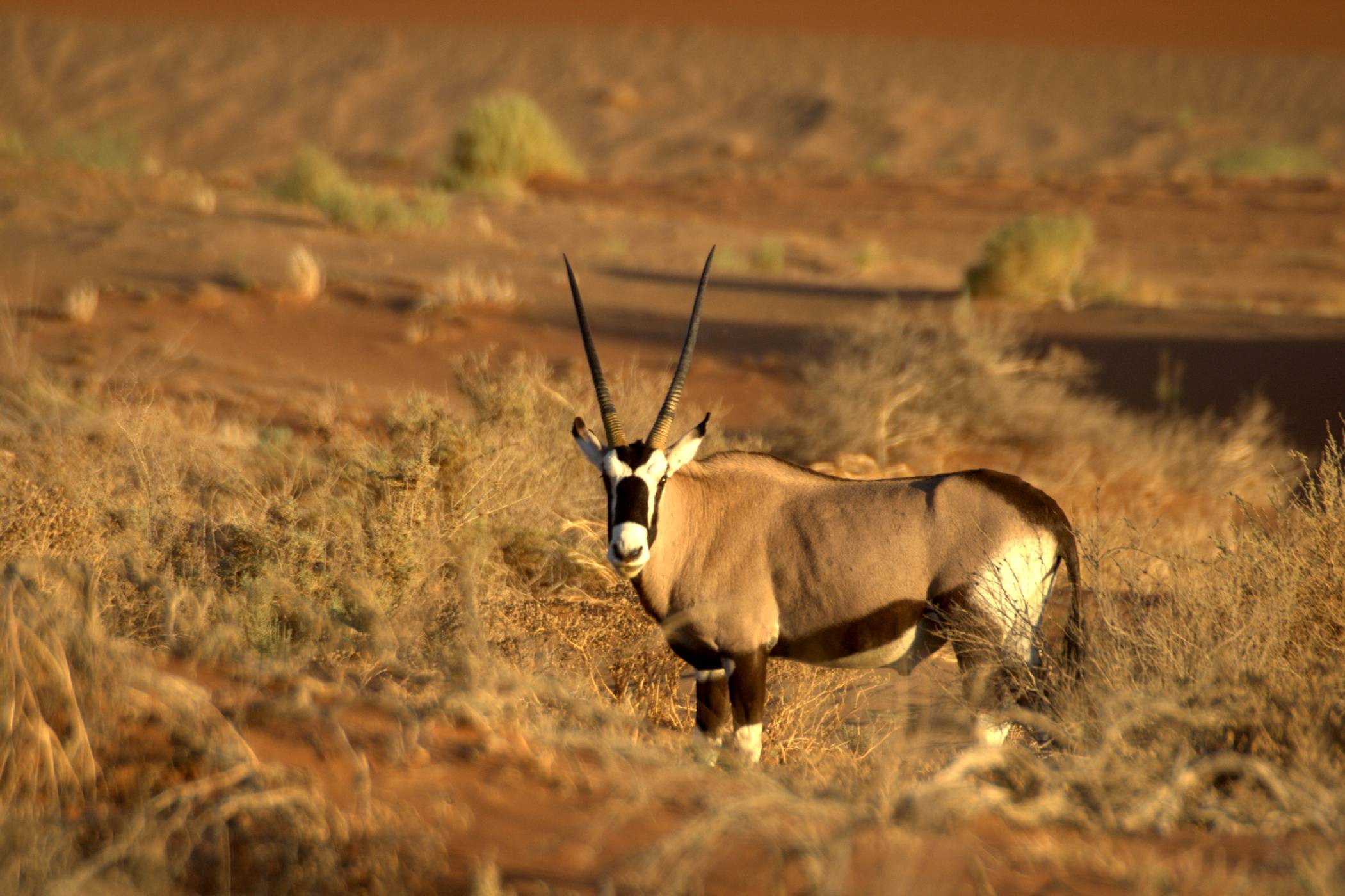 Život v poušti Namib: Překvapivá pestrost uprostřed pustiny | 100+1 ...