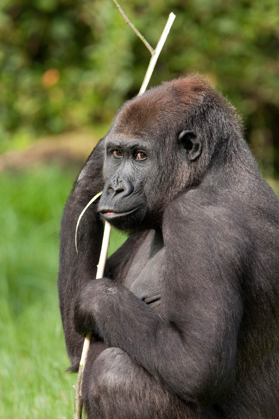 Přemýšlení o myšlení: Primáti opět překvapují | 100+1 zahraniční zajímavost