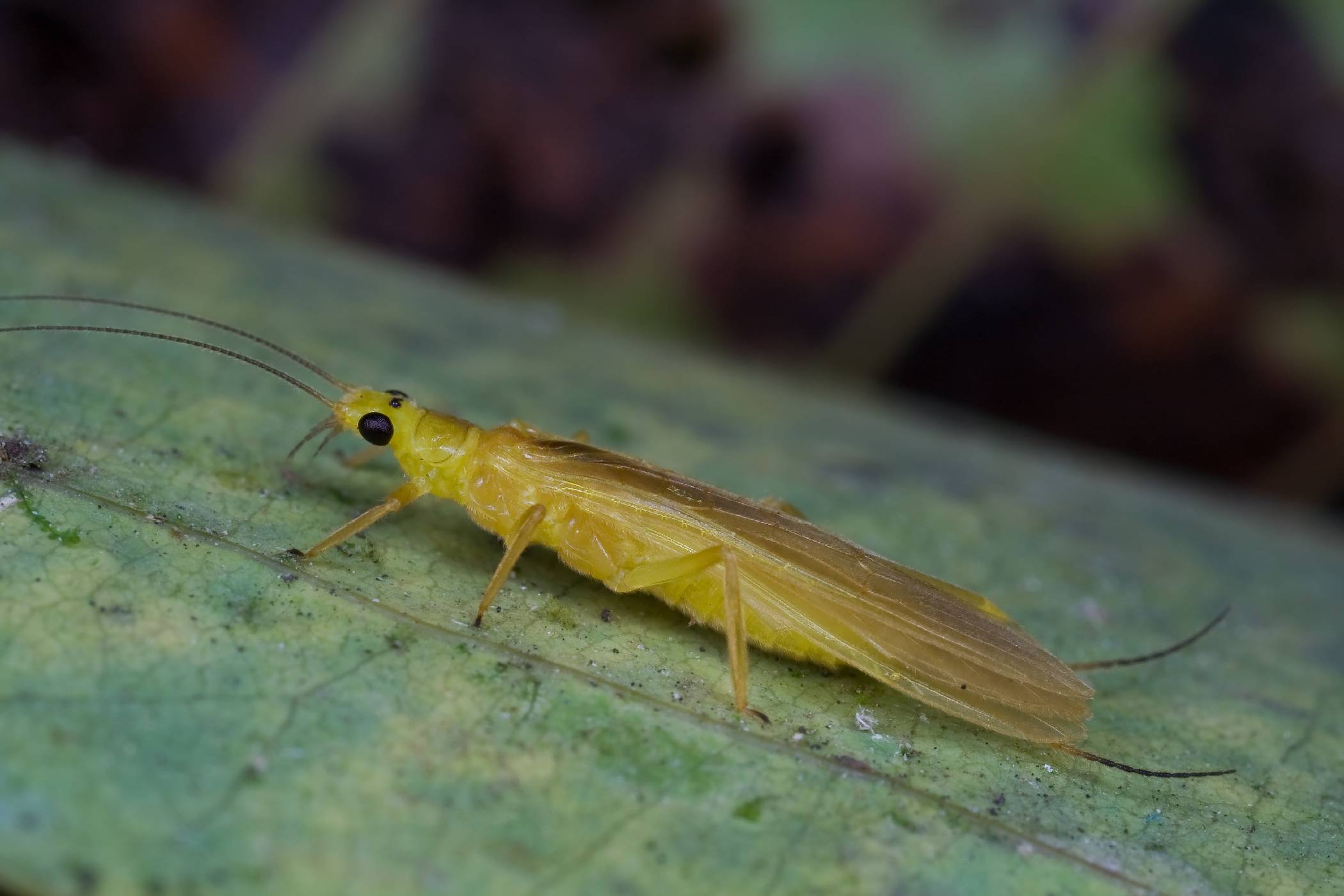 Pošvatkám oteplování nesvědčí: Vodní hmyz, který umí předpovídat ...
