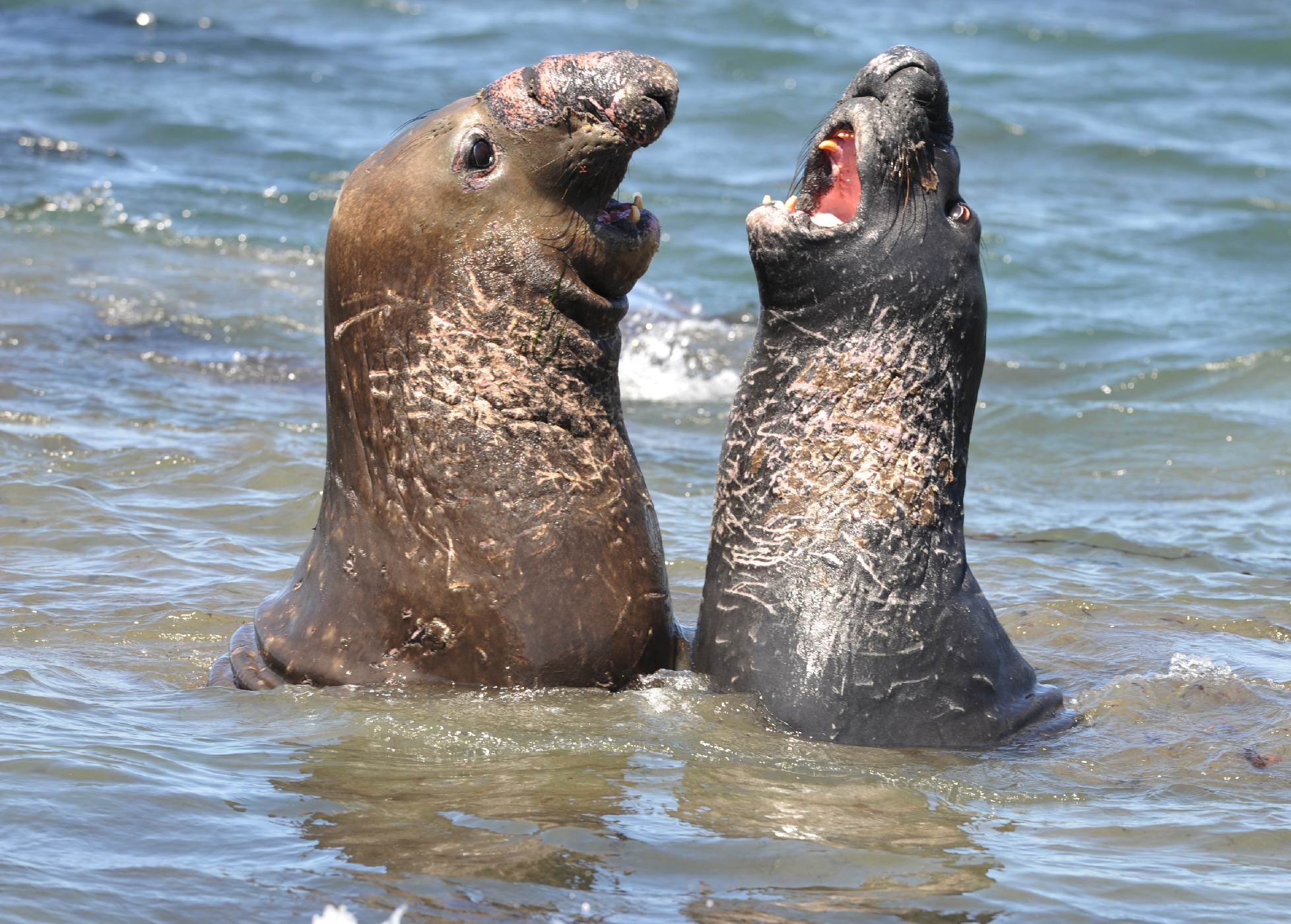 Tajemství podvodní migrace rypoušů odhaleno: Spánek padajícího listu ...